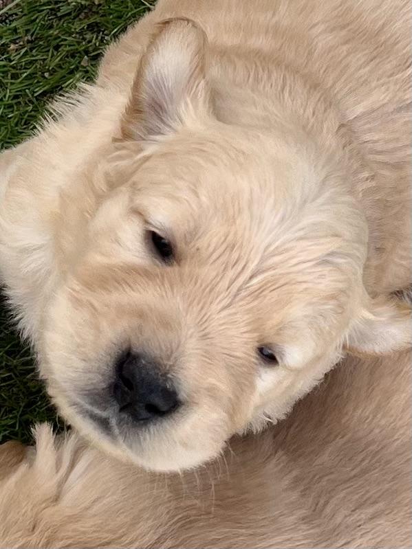 Az K9 Companions in Arizona | Golden Retriever and Shetland Sheepdog ...