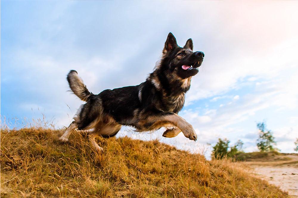 Andy's Elite K9 in California | Belgian Malinois, Dutch Shepherd or German Shepherd puppies ...