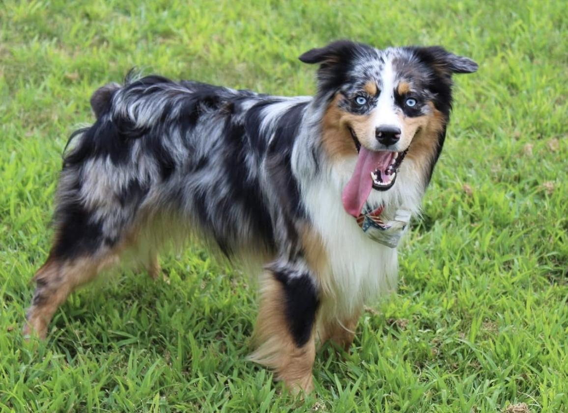 M&A australian Shepherds in Minnesota | Miniature Australian Shepherd ...