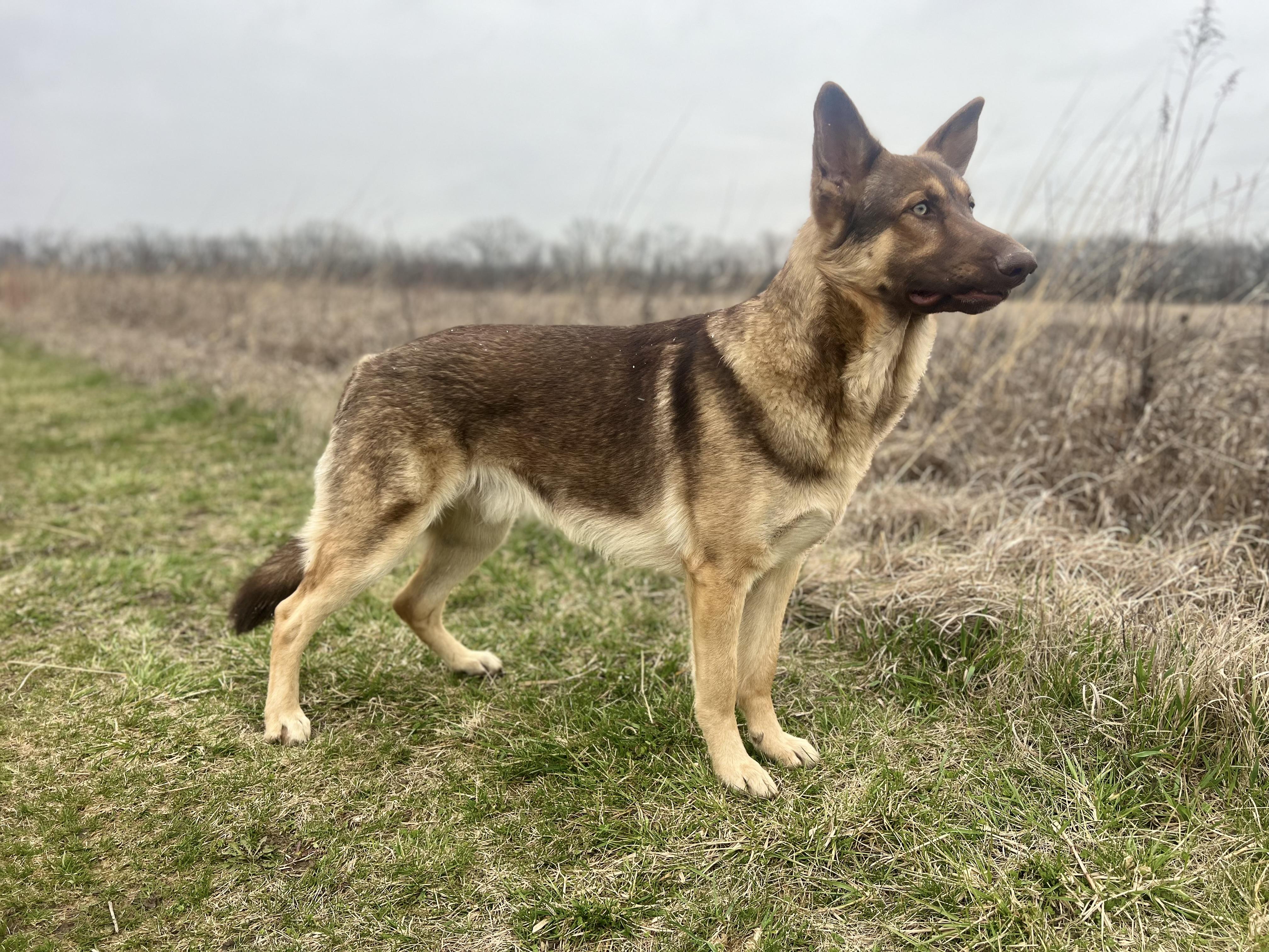 Urekar Haus in Ohio | German Shepherd puppies | Good Dog