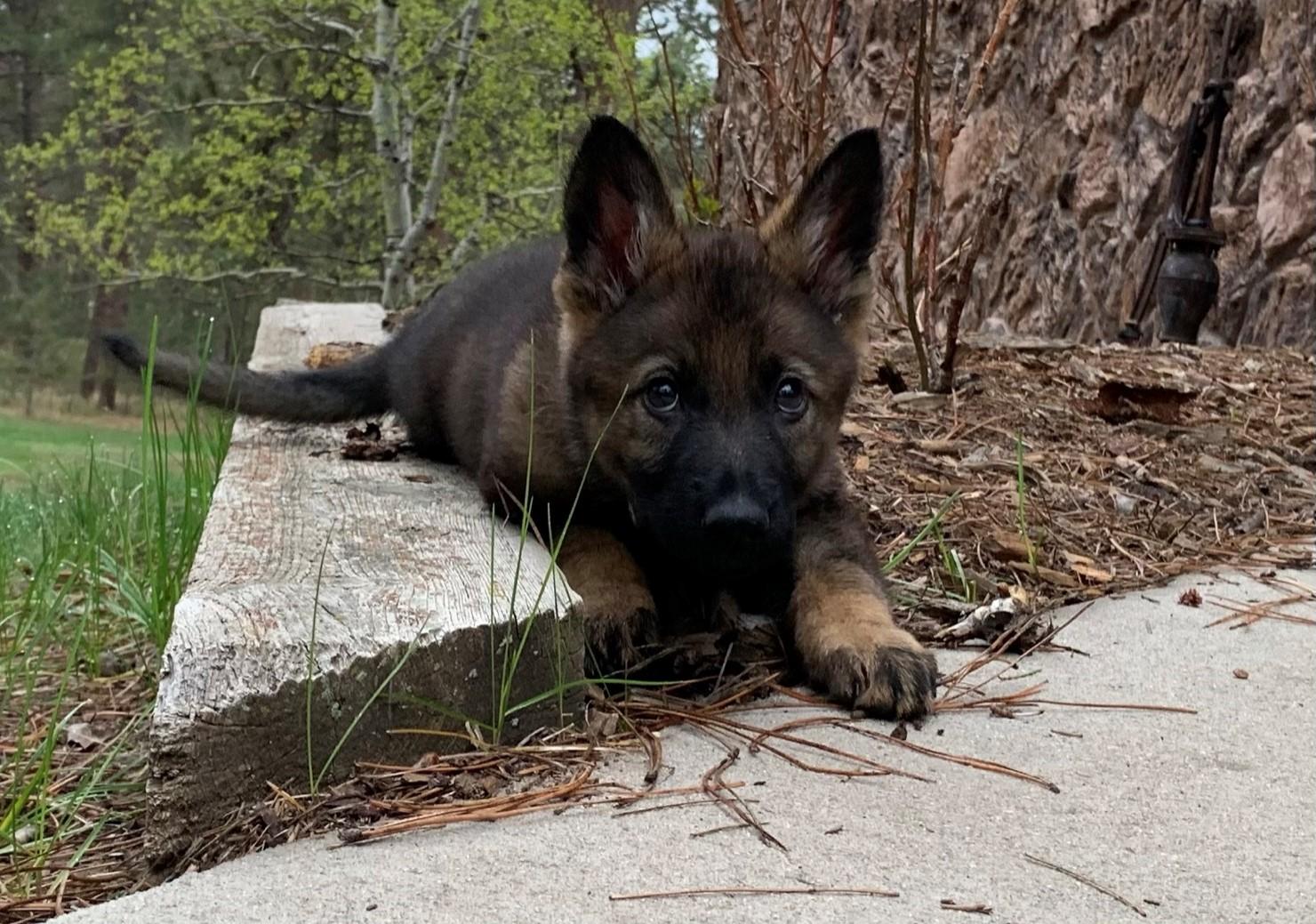 Liberty Pines German Shepherds in Colorado | German Shepherd puppies ...