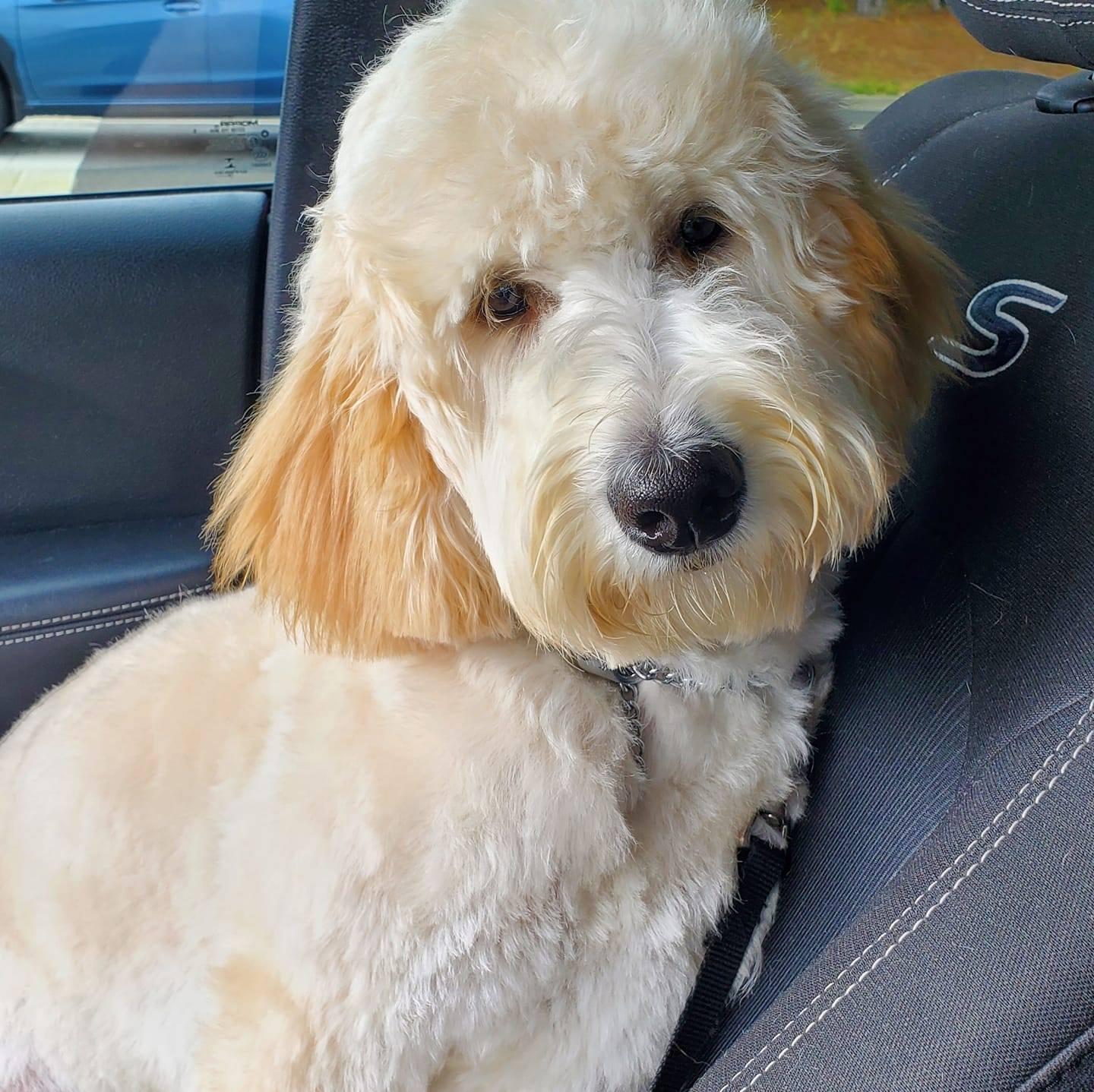 Princess Doodles in South Carolina | Goldendoodle puppies | Good Dog