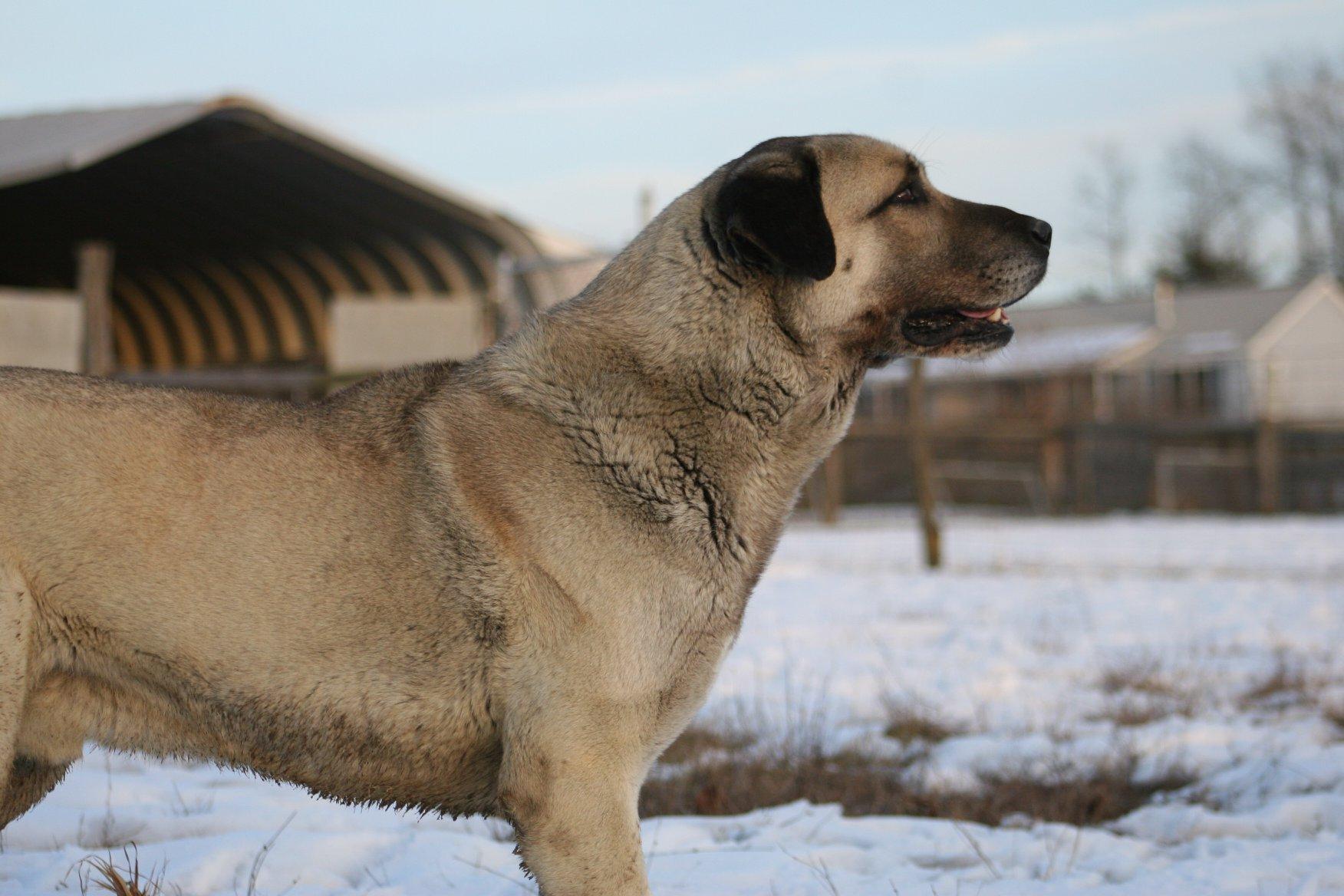 Birinci Anatolians in Virginia | Anatolian Shepherd Dog puppies | Good Dog