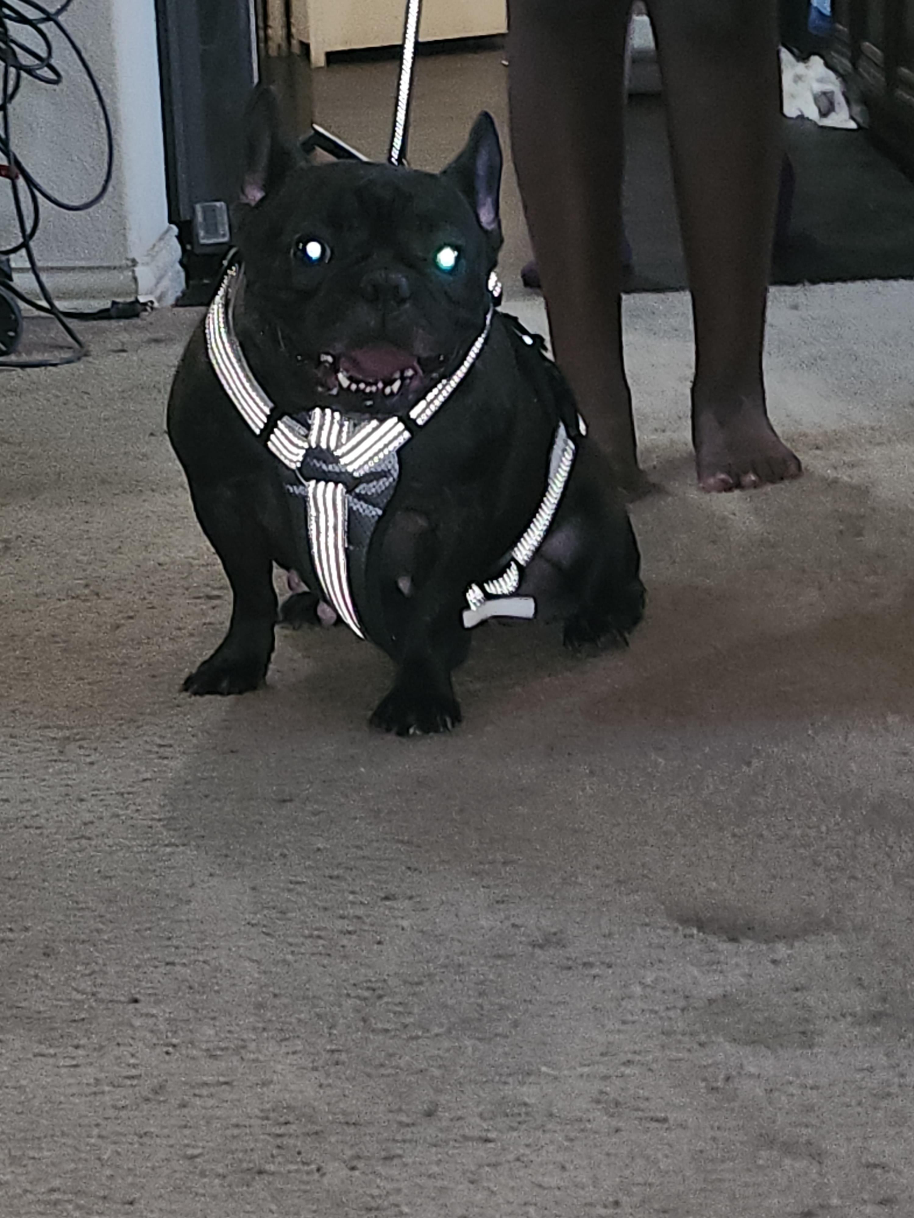 Tight Pocket House Frenchies & Yorkies in Texas | French Bulldog and ...