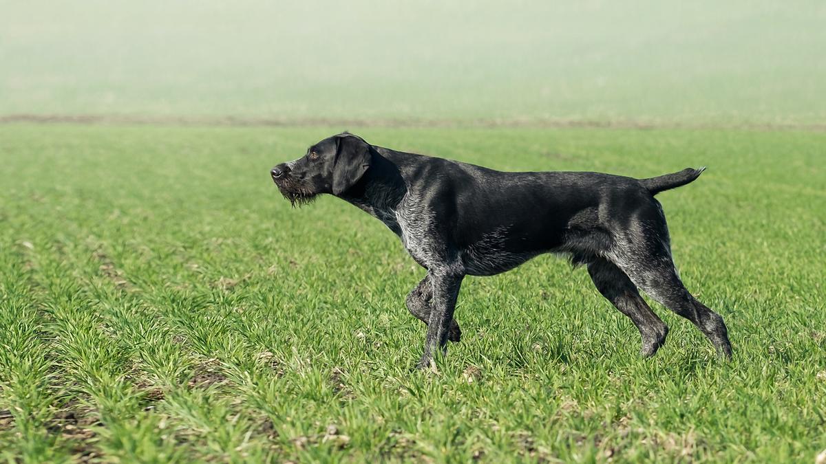 25 cute Deutsch-Drahthaar puppies for sale | Good Dog