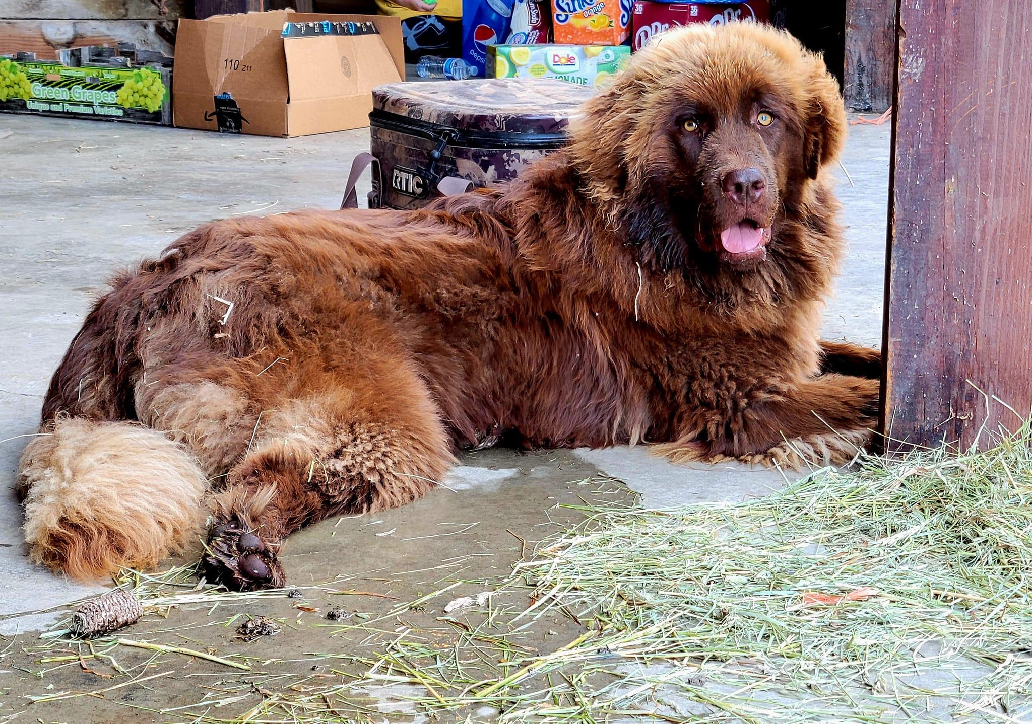 Gar Creek Farms in Indiana | Newfoundland puppies | Good Dog