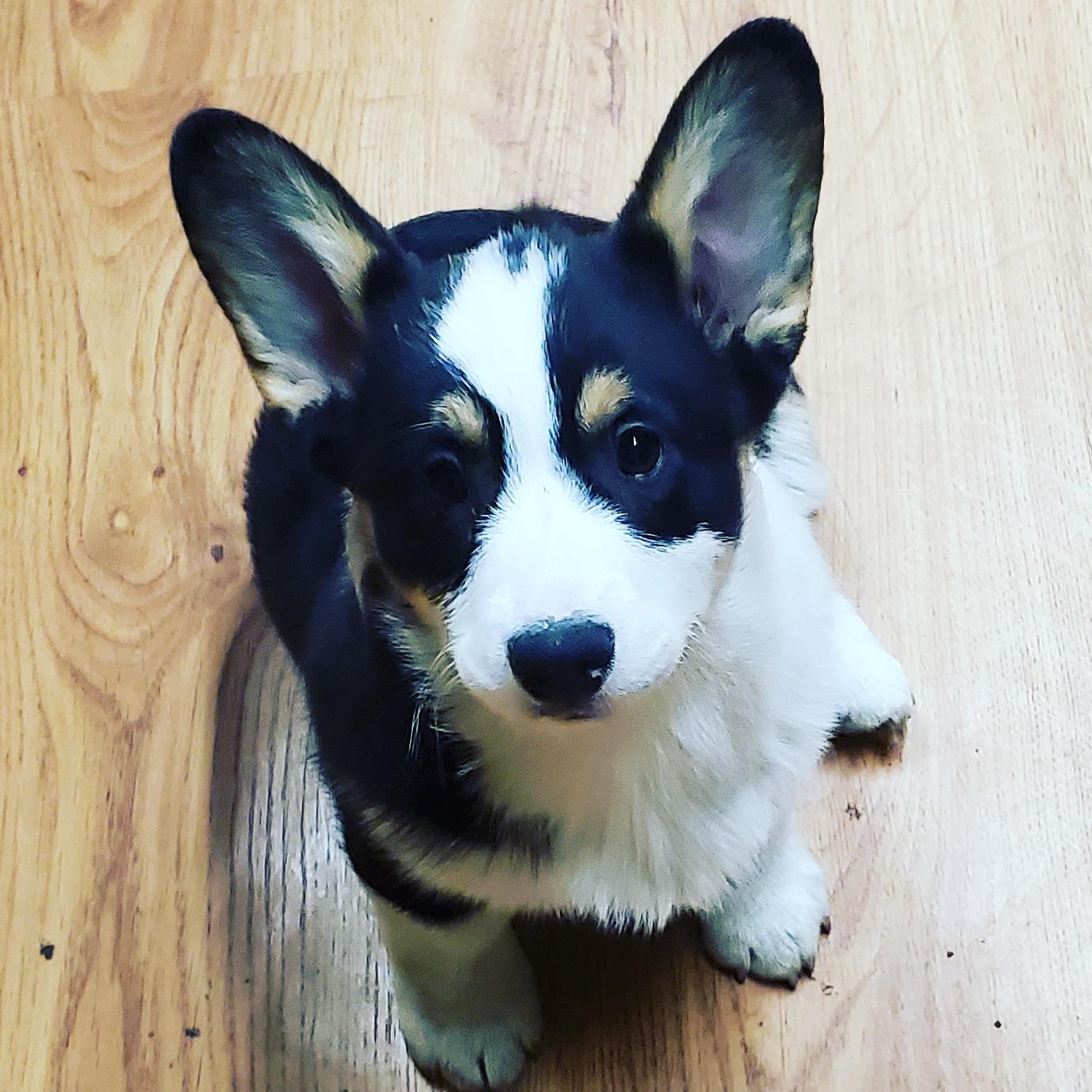 Enok Corgis in Michigan | Pembroke Welsh Corgi and American Corgi ...