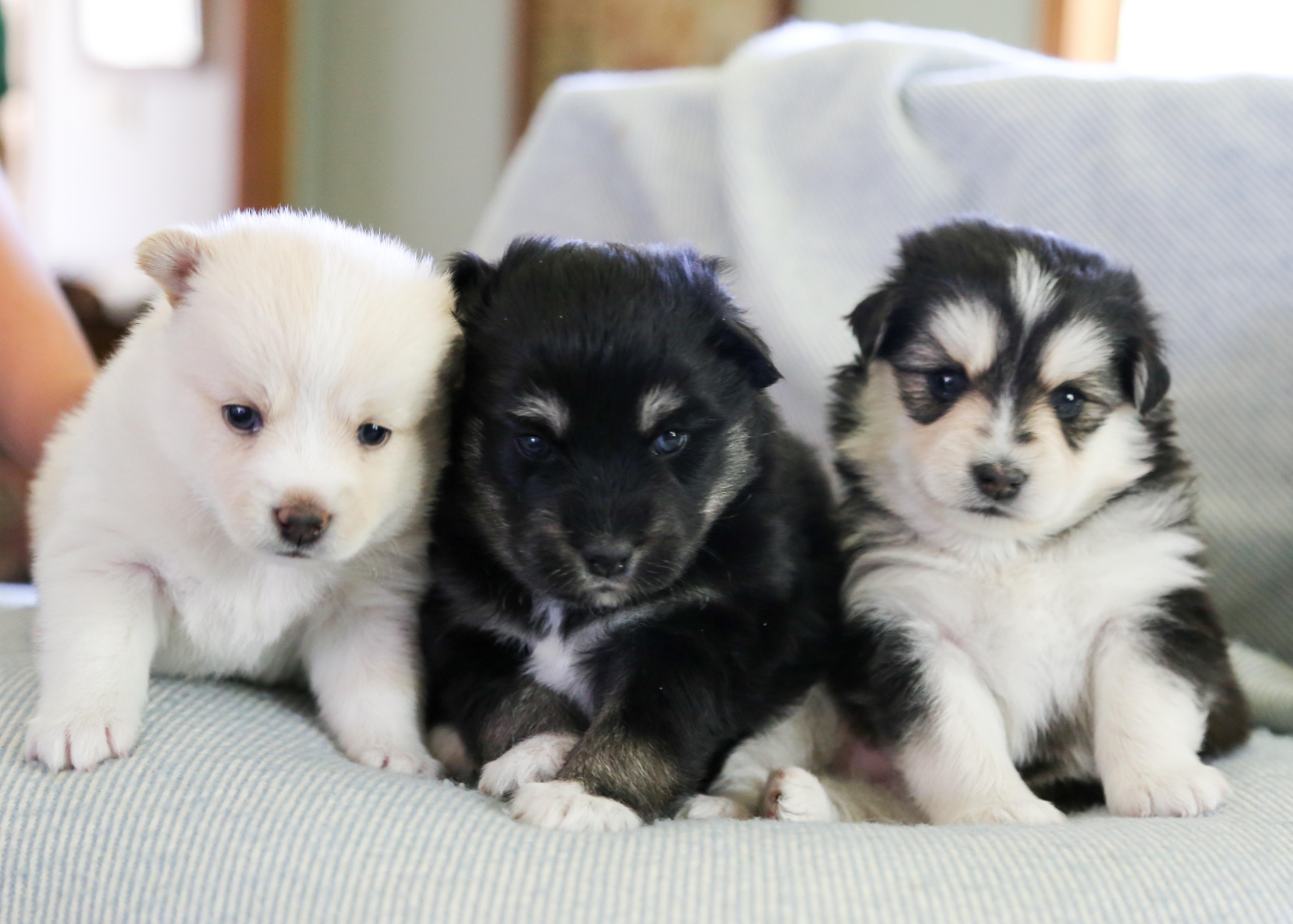 Cottonwood Kennel in Nebraska | Cockapoo and Pomsky puppies | Good Dog