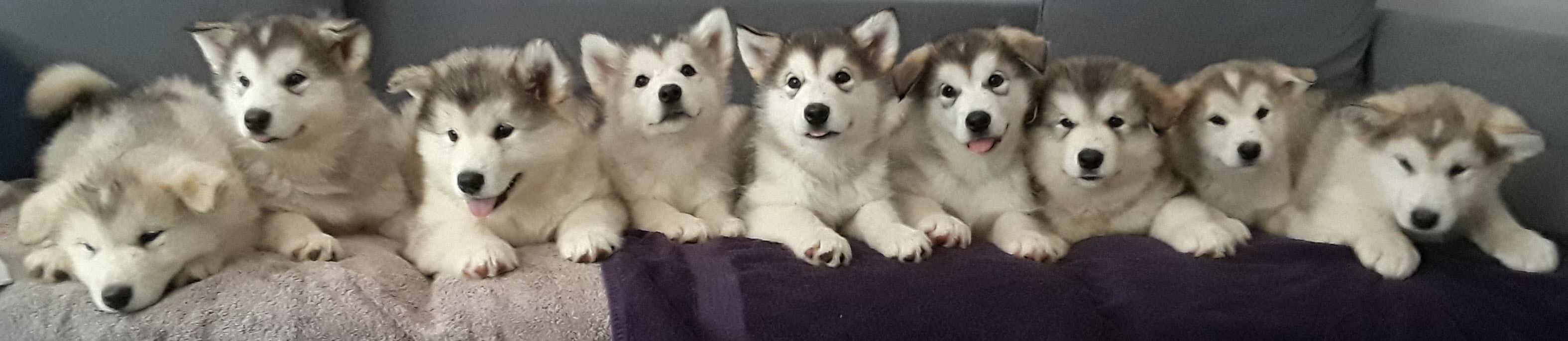 Illusion Kennel in Michigan | Alaskan Malamute puppies | Good Dog