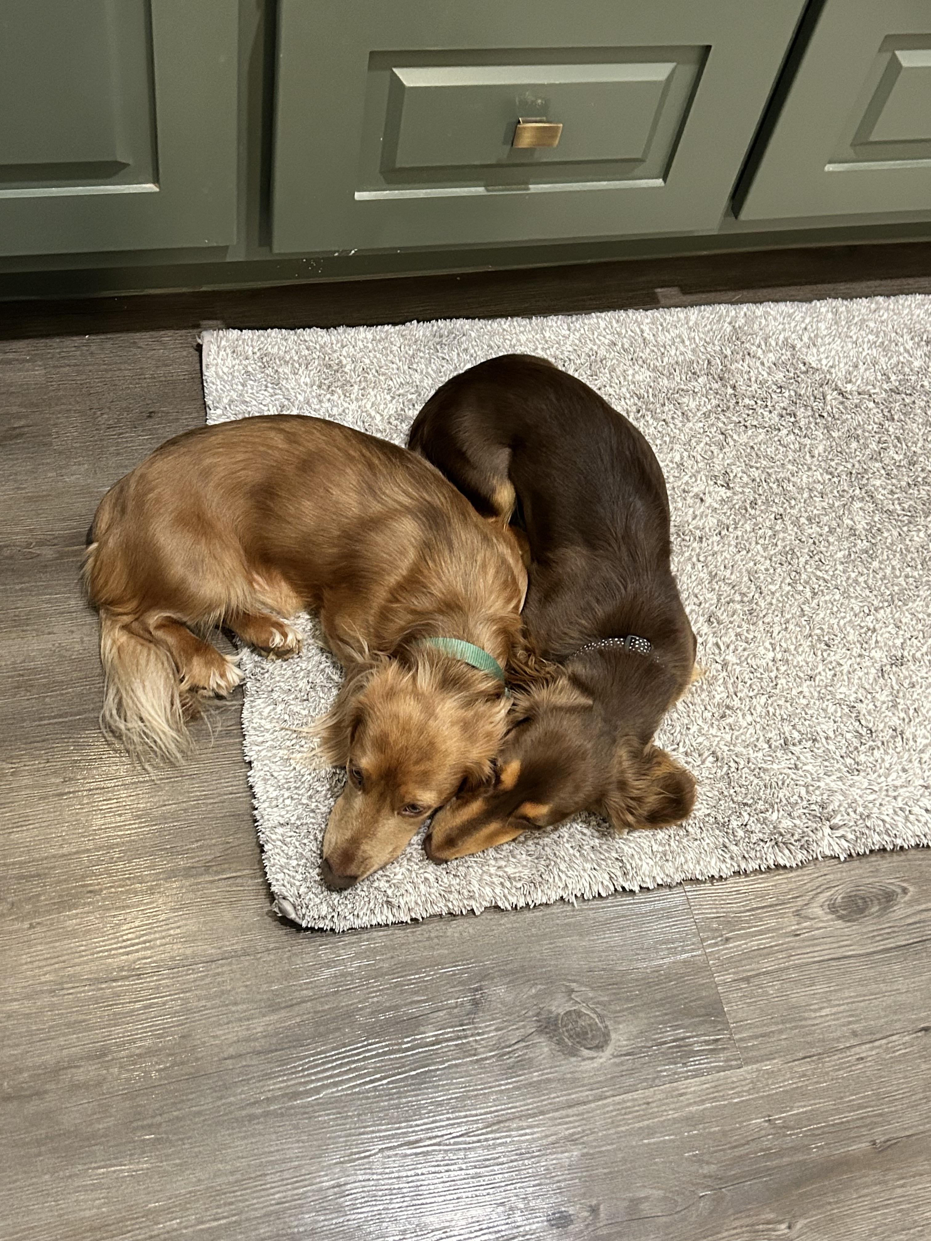 K&K Mini Doxies in Texas | Dachshund puppies | Good Dog
