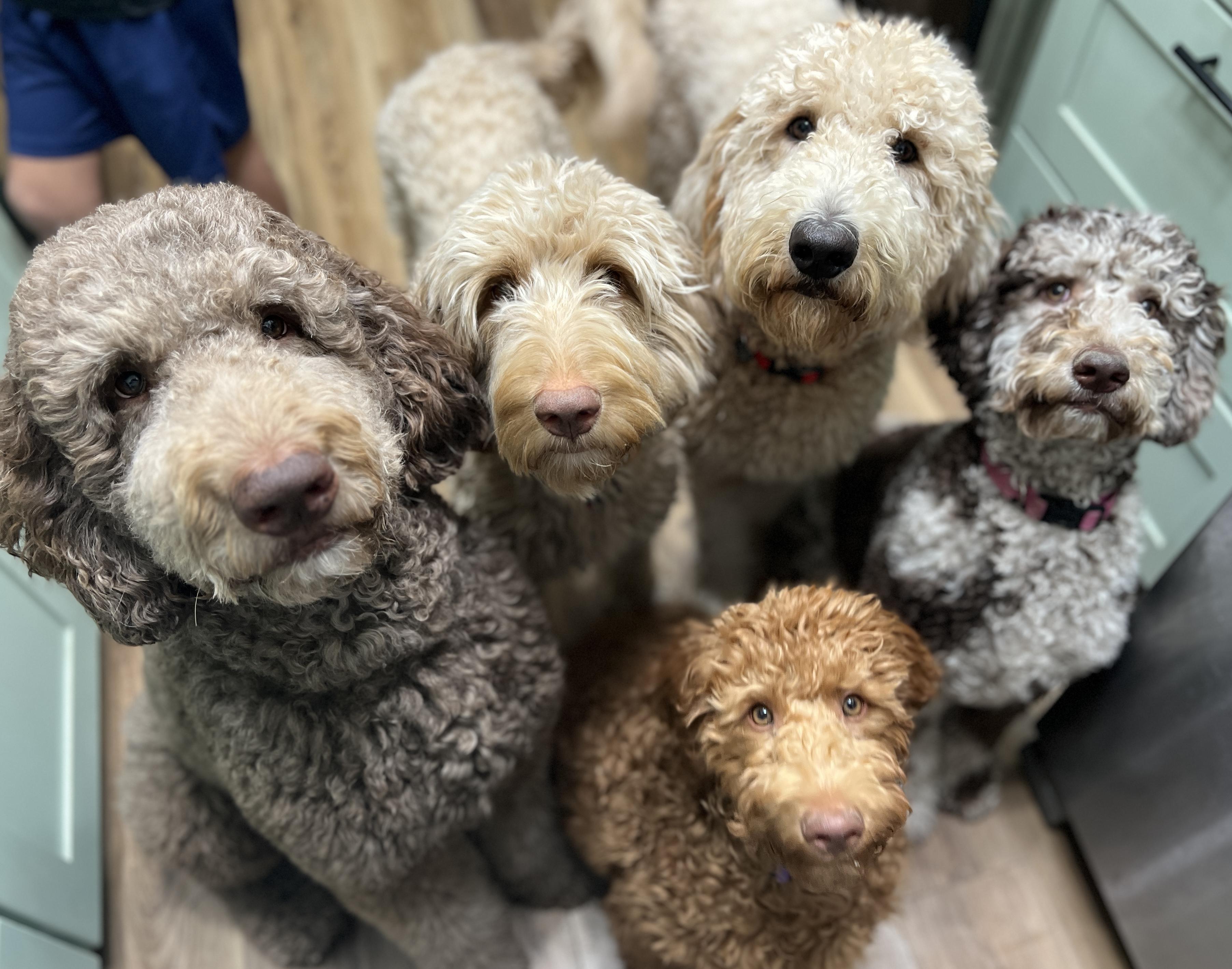 Twilight Doodles in Texas | Goldendoodle puppies | Good Dog