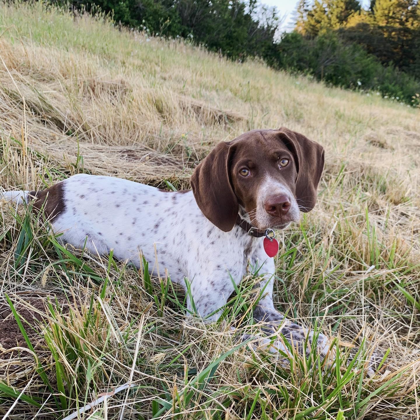 Windy Ridge Gun Dogs in Oregon | Braque Francais Pyrenean puppies ...