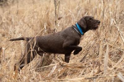 Grey Grouse Pudelpointers in New York | Pudelpointer puppies | Good Dog
