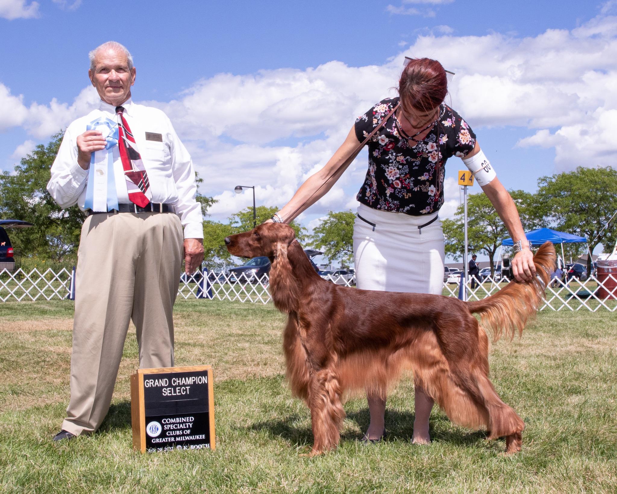 Tenacity Setters in Minnesota | English Setter and Irish Setter puppies ...