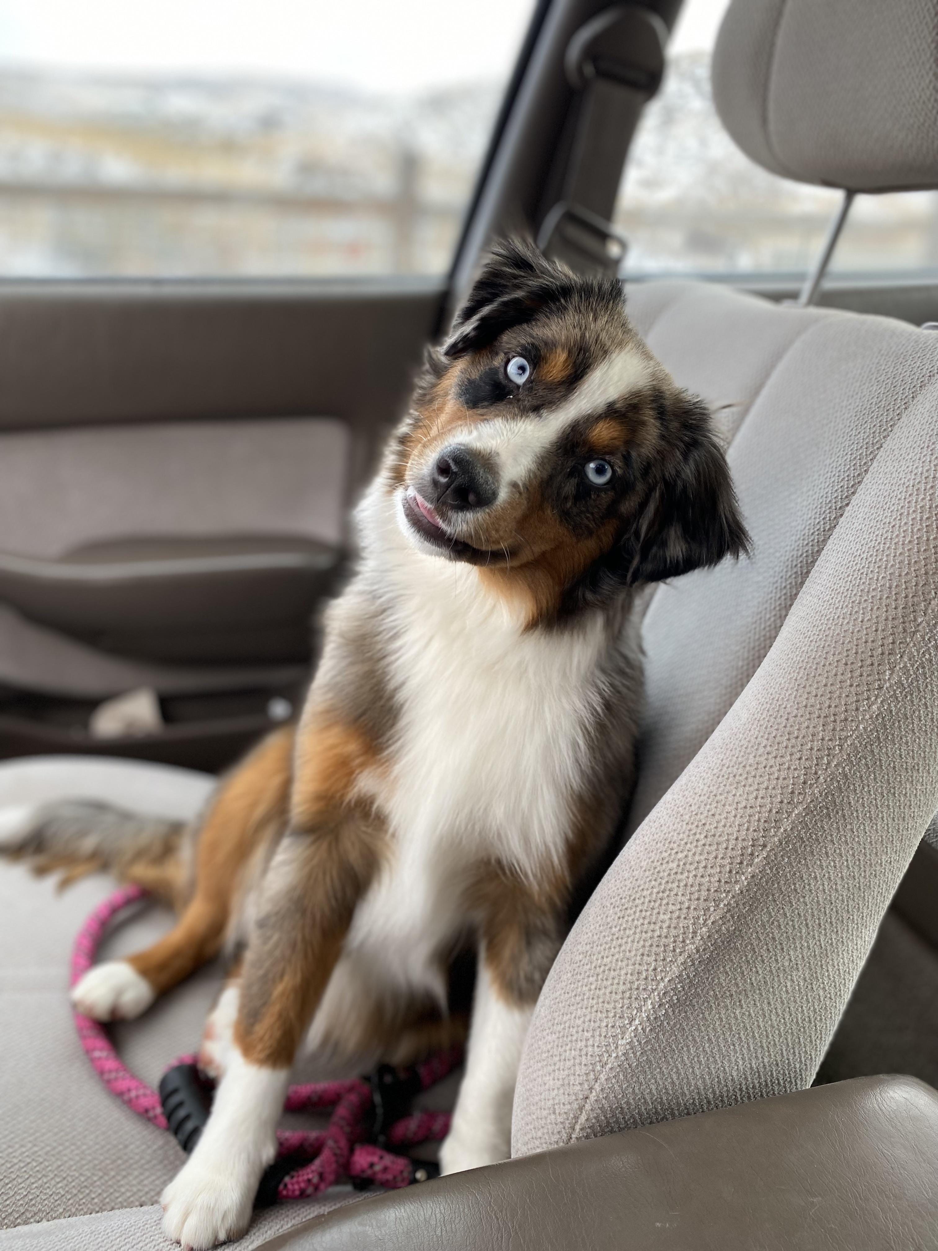 Iron Spirit Homestead & Aussies in Utah | Miniature American Shepherd ...