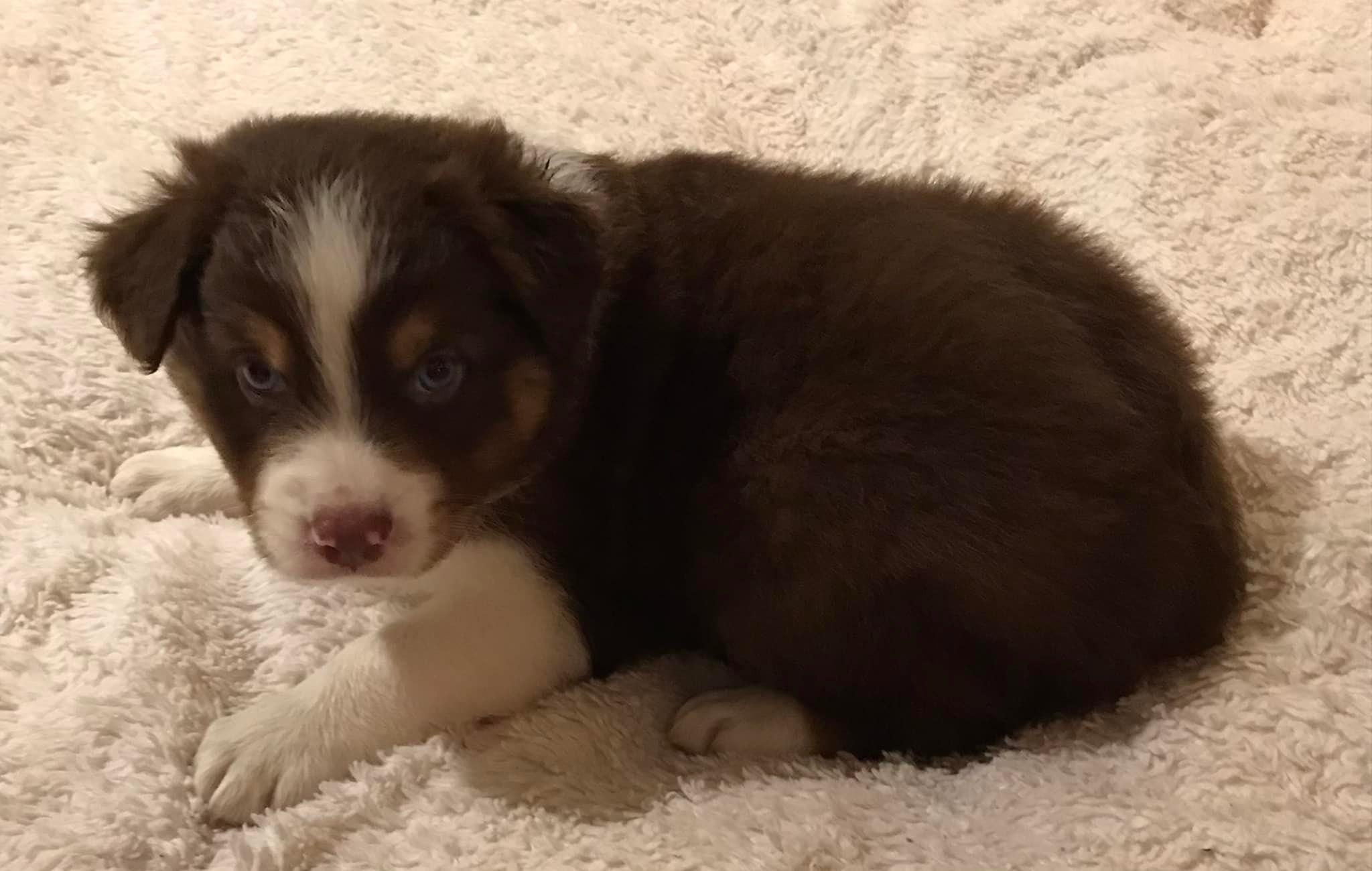 Beau and Bridget Pups in Tennessee | Australian Shepherd puppies | Good Dog