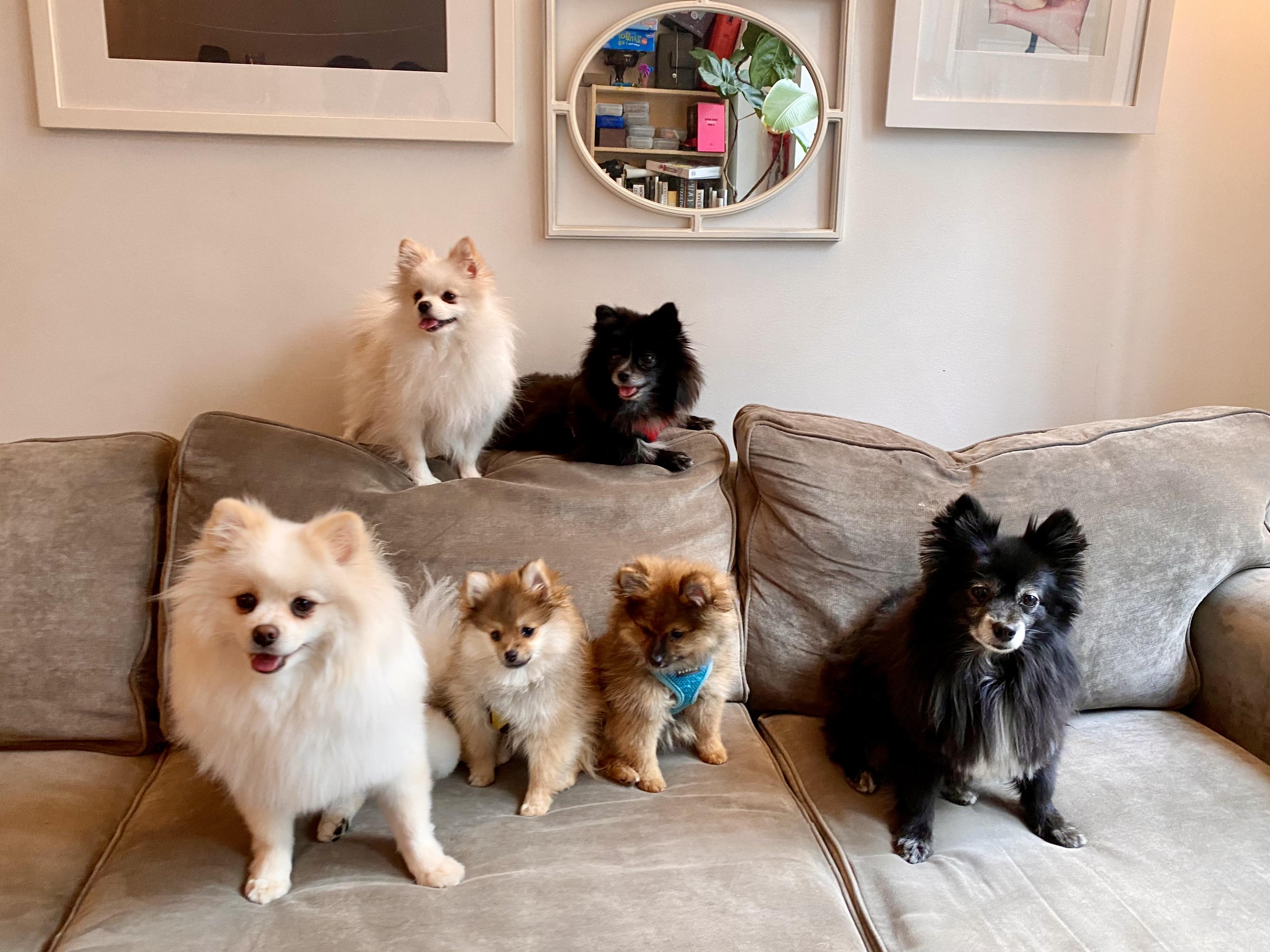 Tuft of Poms in New York | Pomeranian puppies | Good Dog
