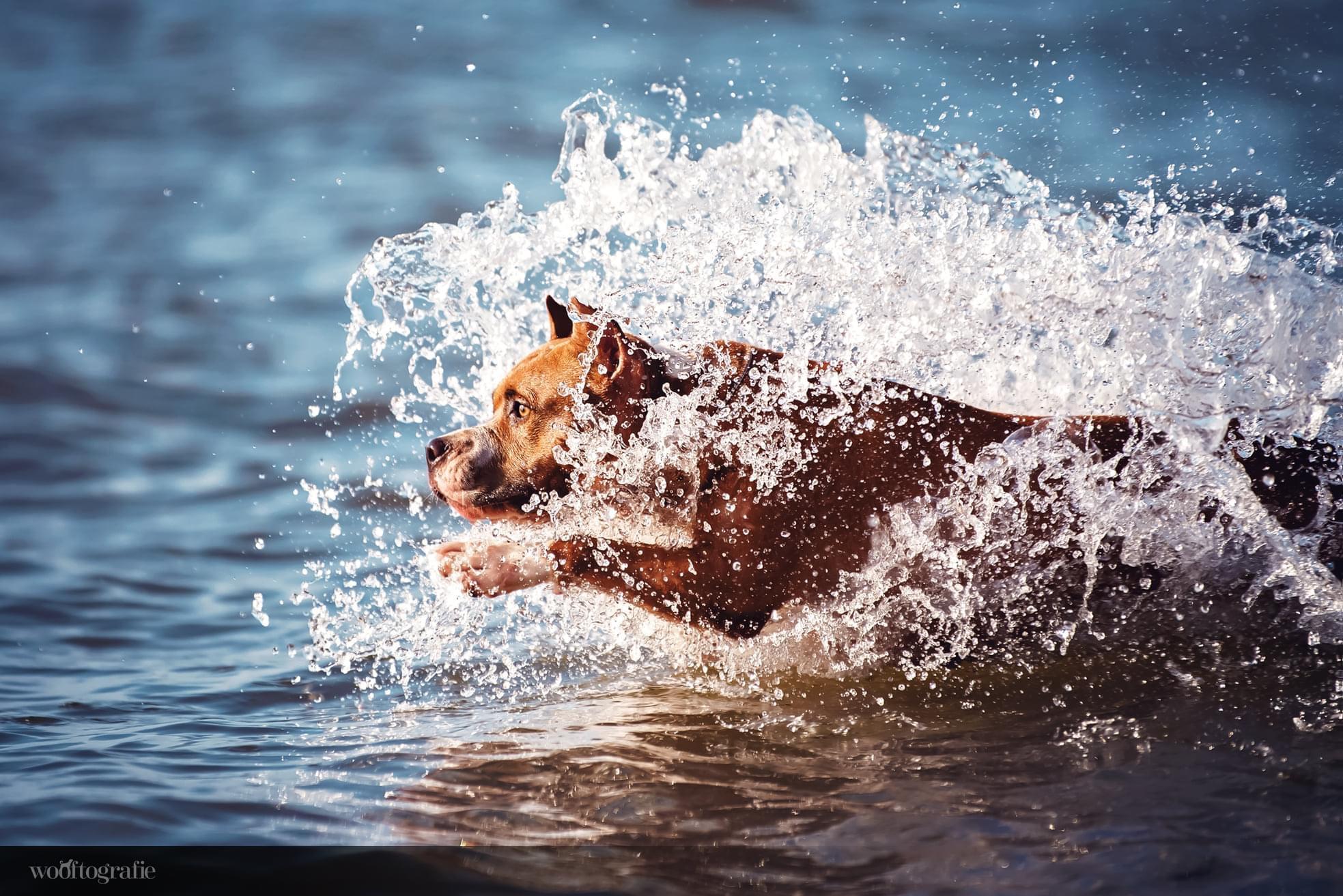 Alpha Alliance Kennels in Florida | American Pit Bull Terrier puppies ...
