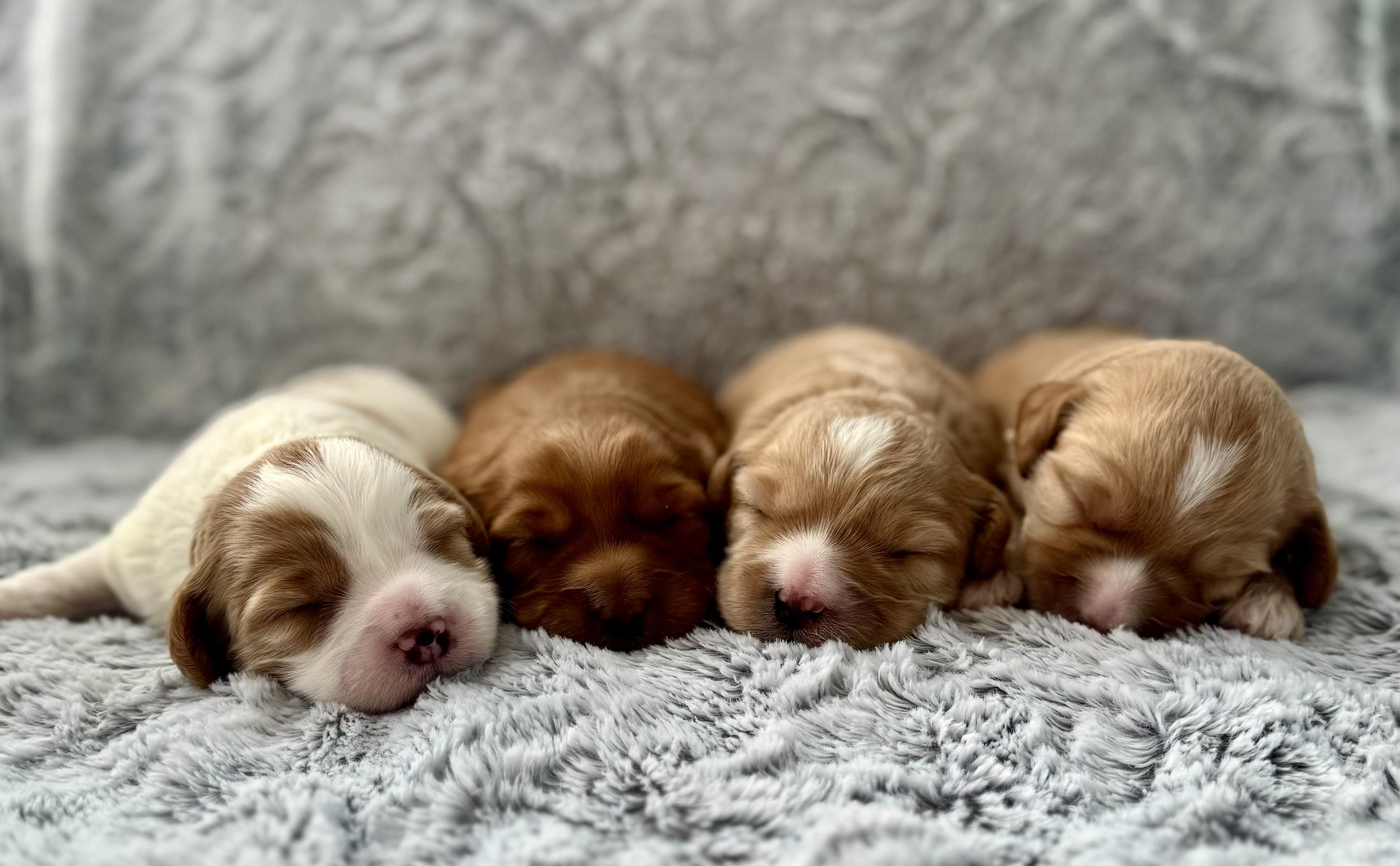 Granite State Labradoodles in New Hampshire | Australian Labradoodle ...