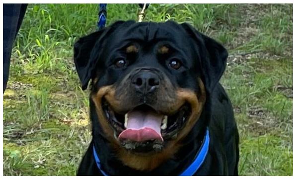 Kayara Haus Rottweilers in Virginia | Rottweiler puppies | Good Dog