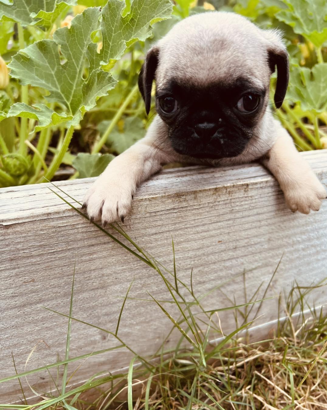 Pawfect Raised Pugs in Oregon | Pug puppies | Good Dog