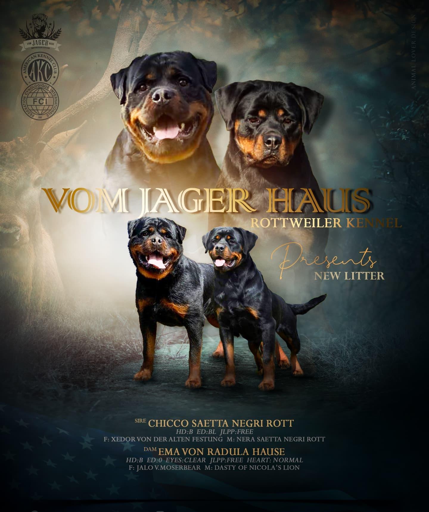 Vom Jager Haus Rottweilers in Ohio | Rottweiler puppies | Good Dog