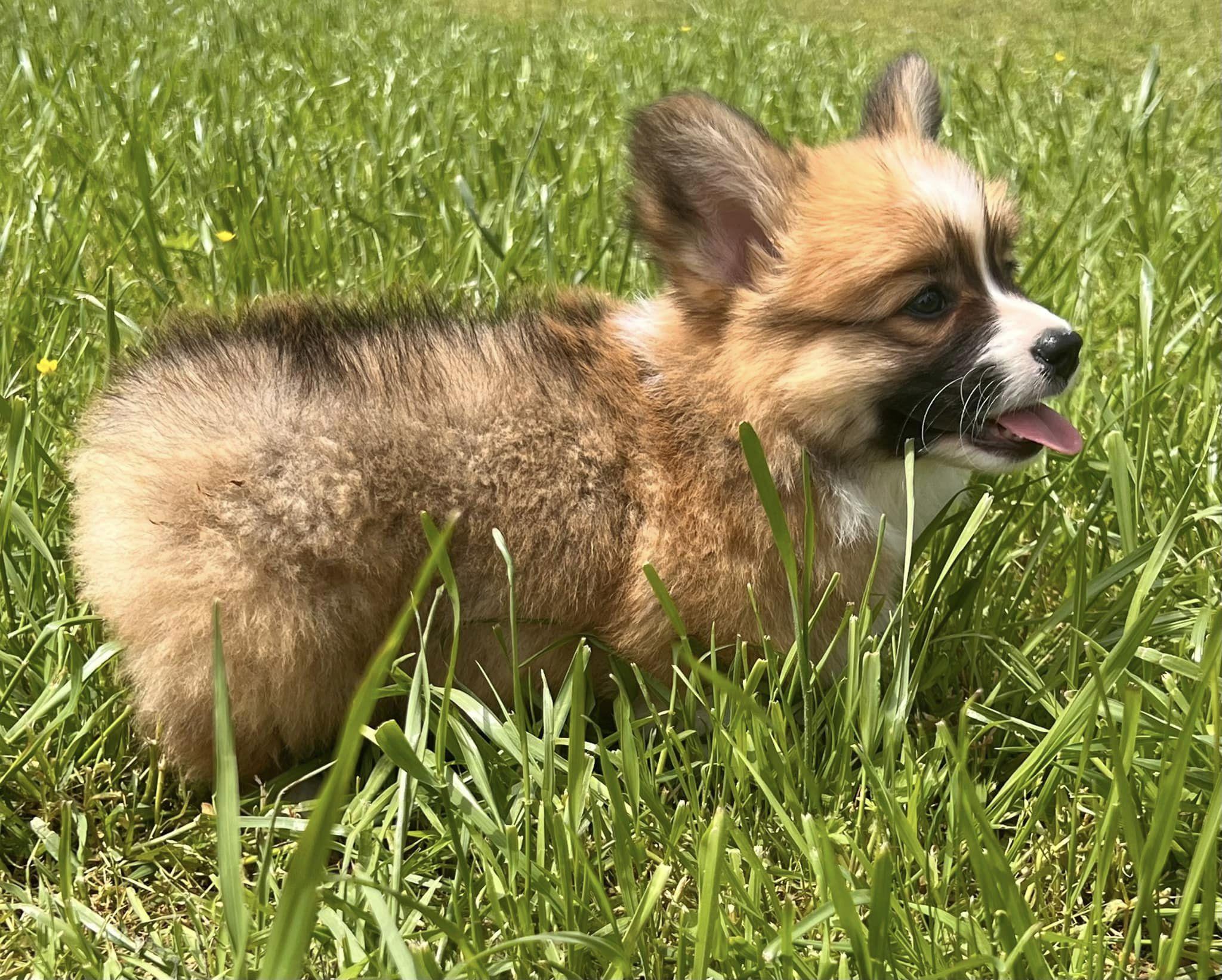 Dean’s Rustic Ranch Corgis and Horses in Oklahoma | Pembroke Welsh ...