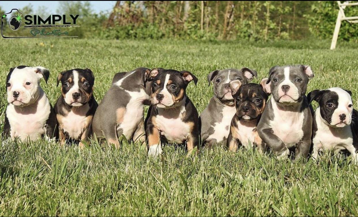Kaizen Bullies in Indiana | American Bully puppies | Good Dog
