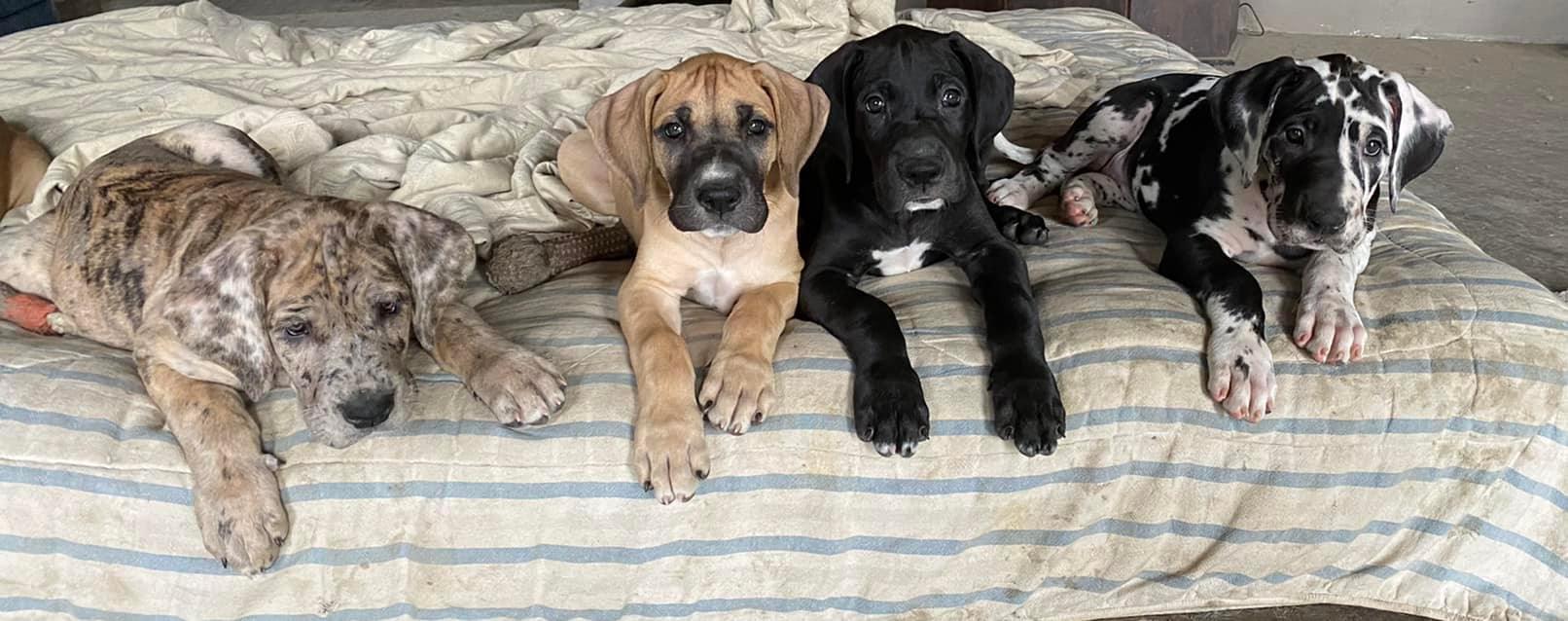 Big Paw Great Danes in Indiana | Great Dane puppies | Good Dog