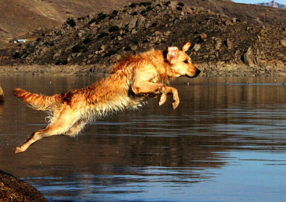 Woodecoy Golden Retrievers and Wirehaired Pointing Griffons in ...