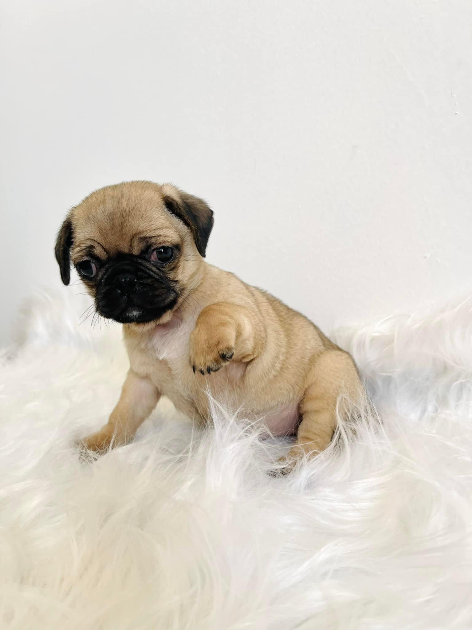 Pugs of Texas in Texas | Pug puppies | Good Dog