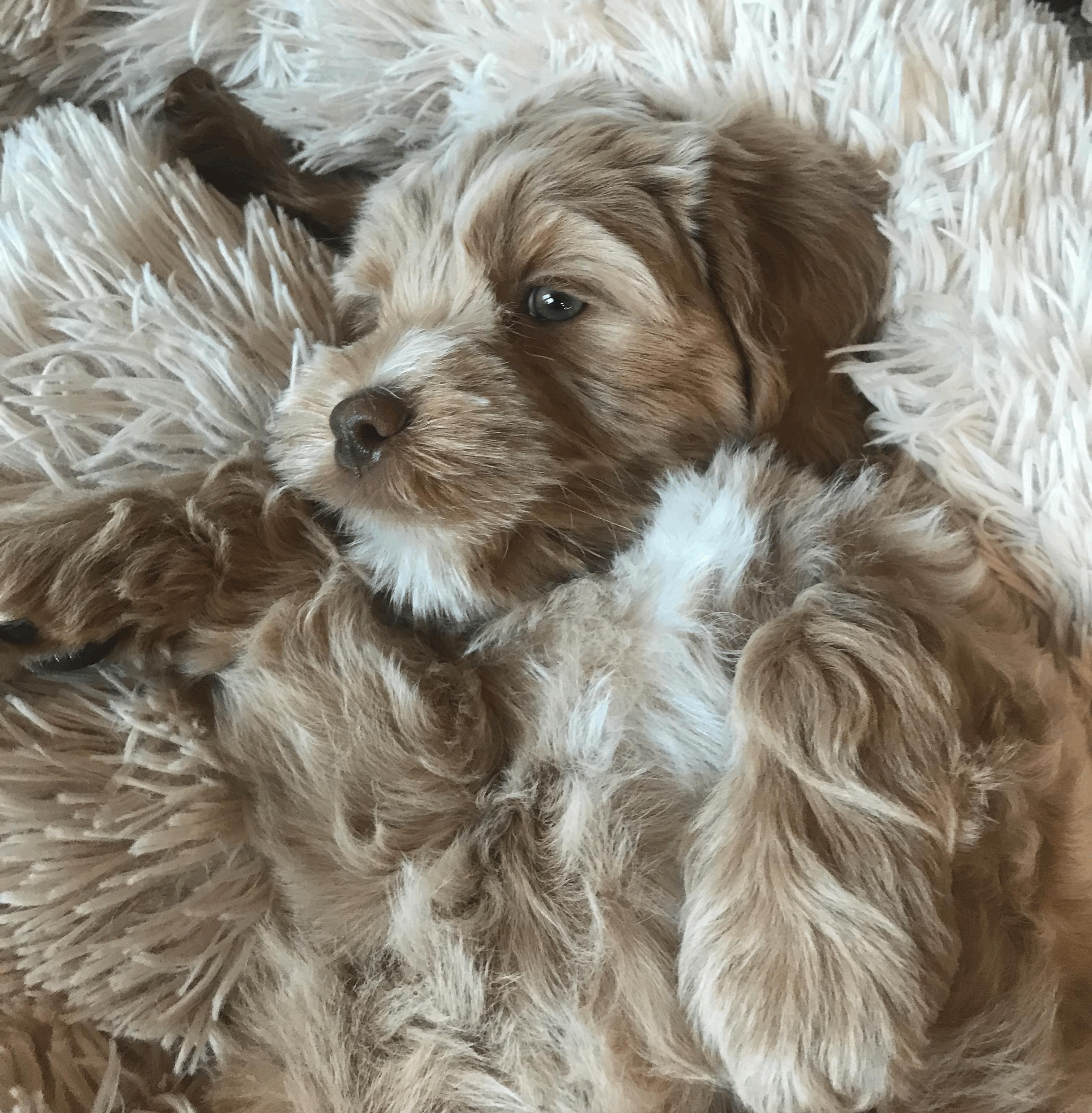 Greystone Australian Labradoodles in Ohio | Australian Labradoodle ...