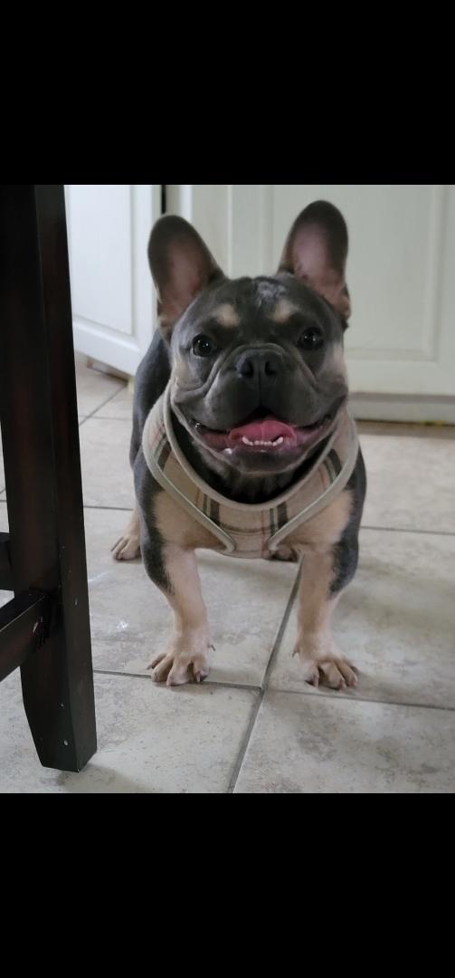 Rolon Frenchies in Florida | French Bulldog puppies | Good Dog