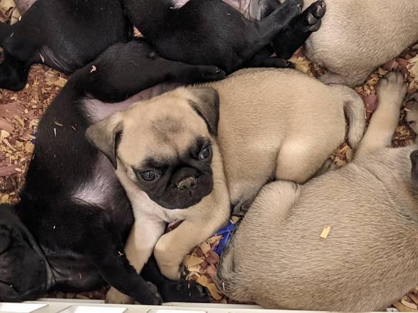 Grumble Acres in Alabama | Pug puppies | Good Dog