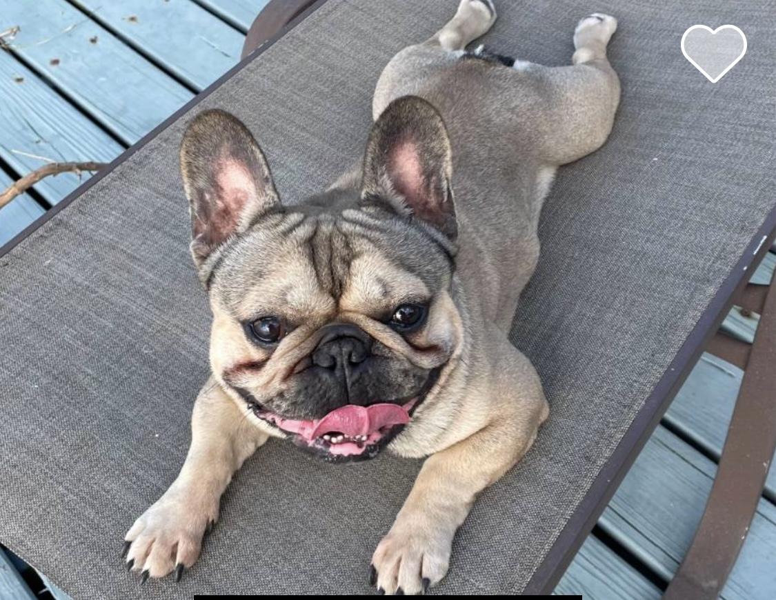 Florida Frenchies By the Sea, LLC in Florida | French Bulldog puppies ...