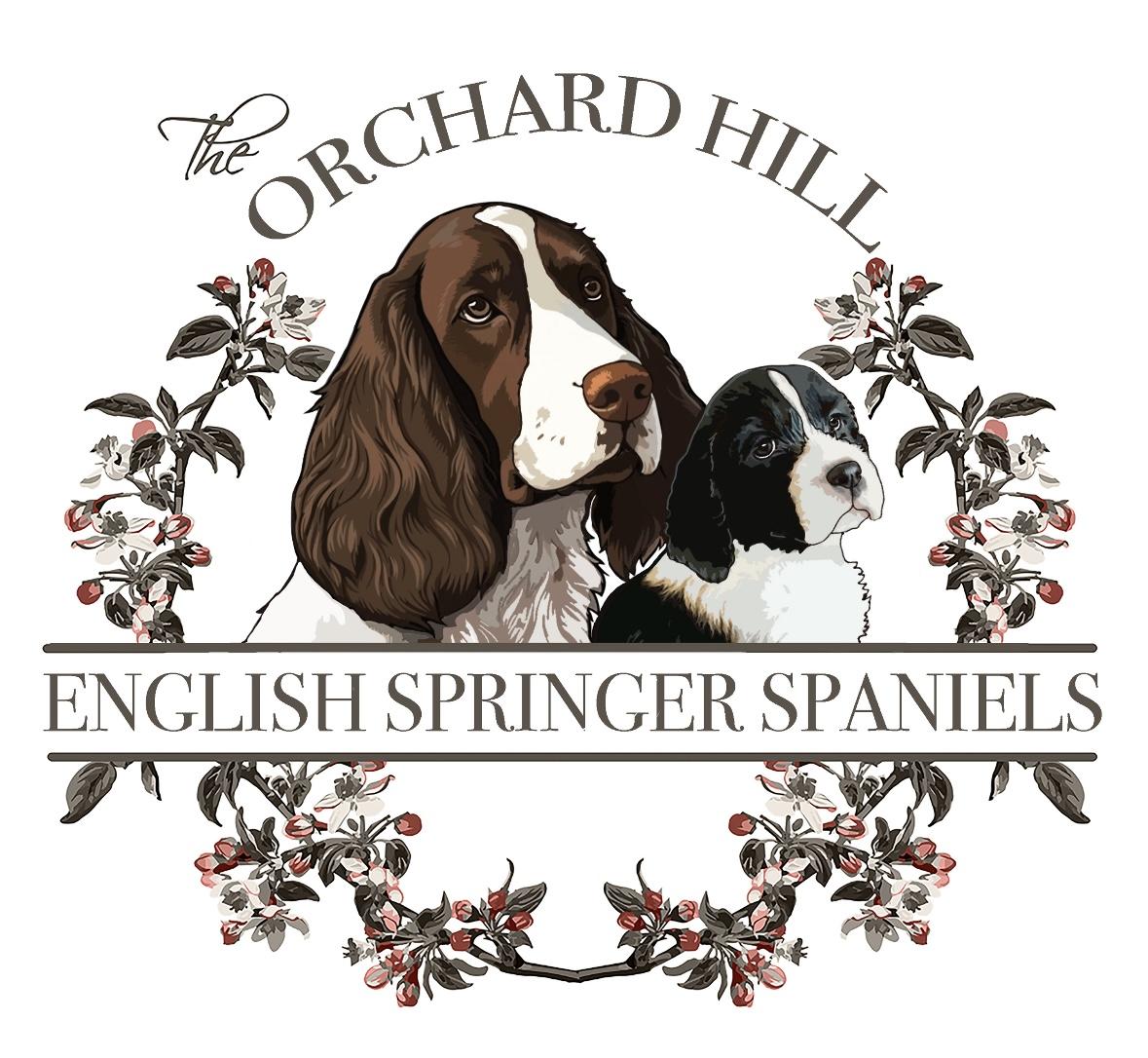 Orchard Hill English Springer Spaniels in Utah | English Springer ...