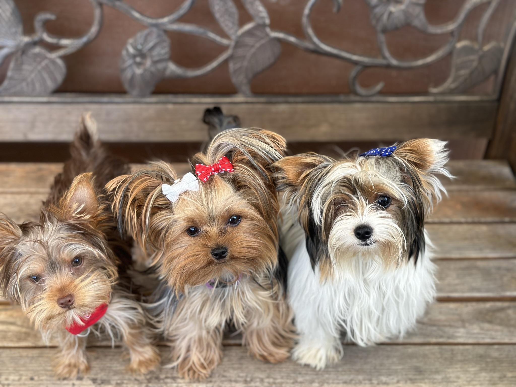 Majestic Mtn Pups in Washington | Yorkshire Terrier and Golden Mountain ...