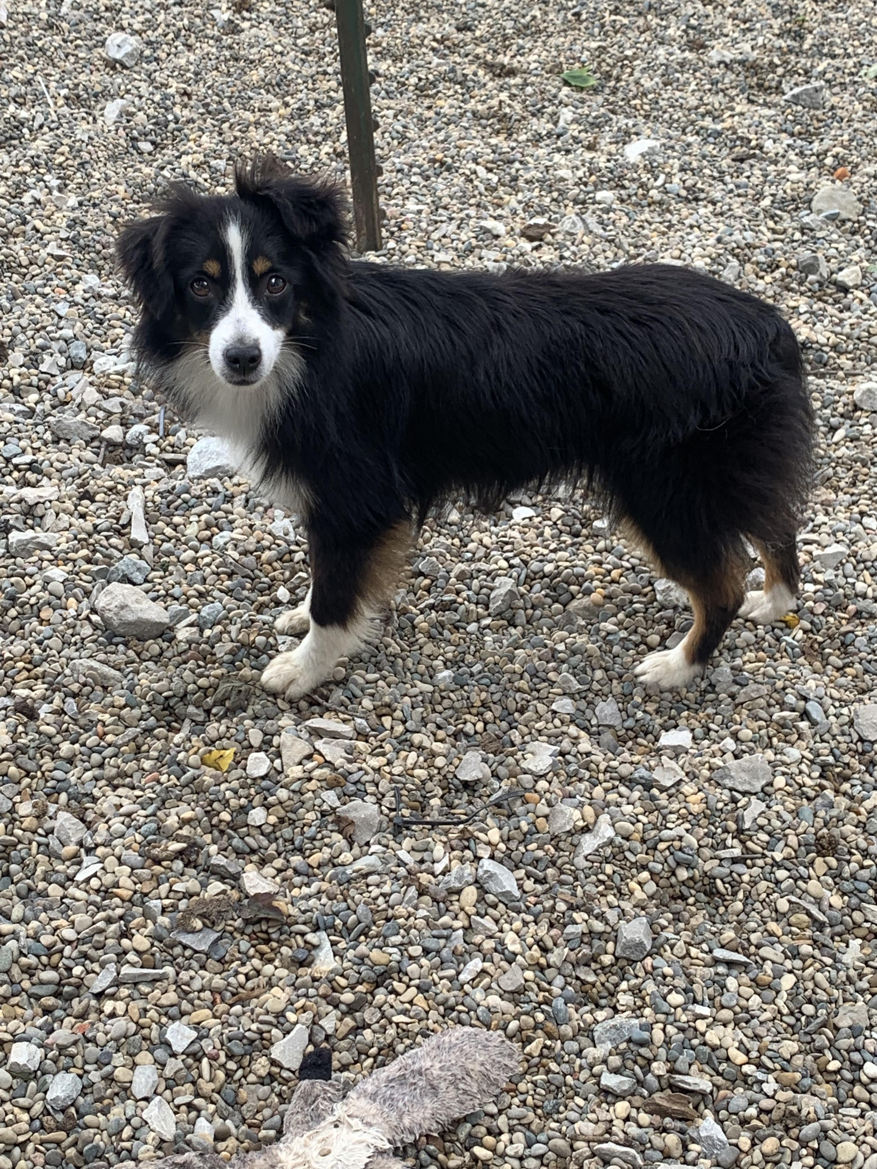 Our Lil Aussies in Indiana | Australian Shepherd, Miniature Australian ...