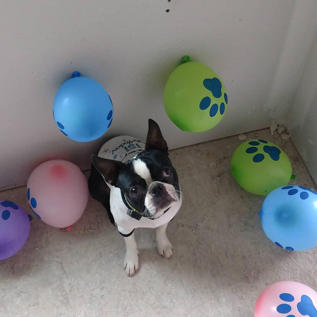 Boxer and Boston Fanatic in Ohio | Boston Terrier and Boxer puppies ...