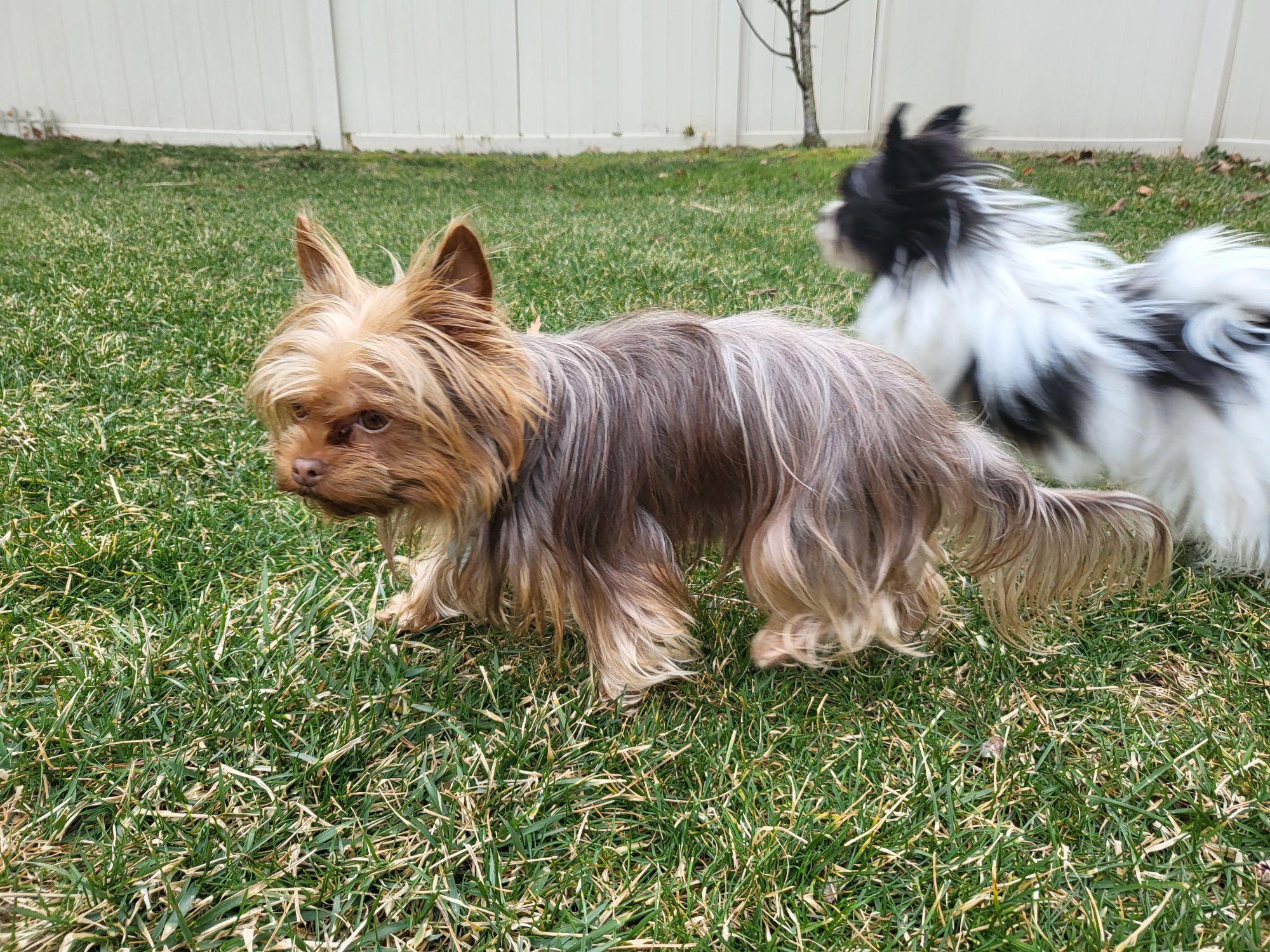Kim Hoang's Yorkies in New Jersey | Yorkshire Terrier puppies | Good Dog