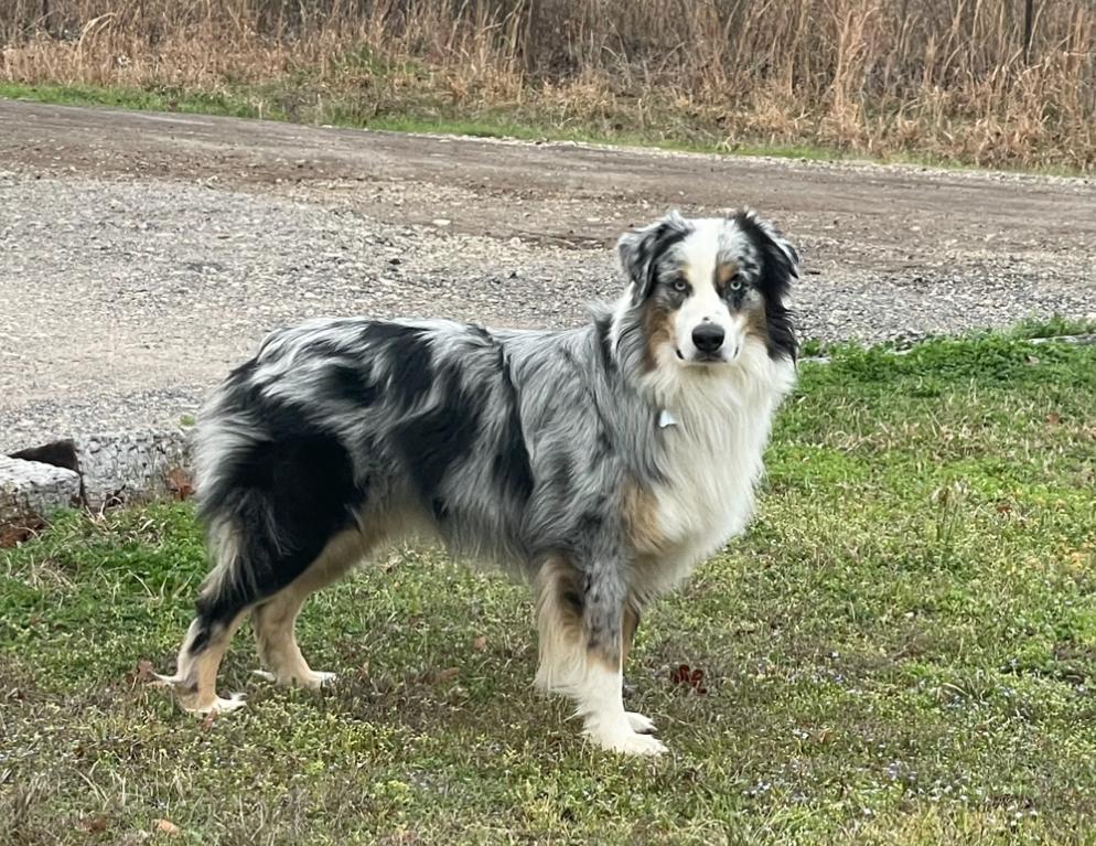 Piney Oak Aussies in Texas | Australian Shepherd and Toy Australian ...