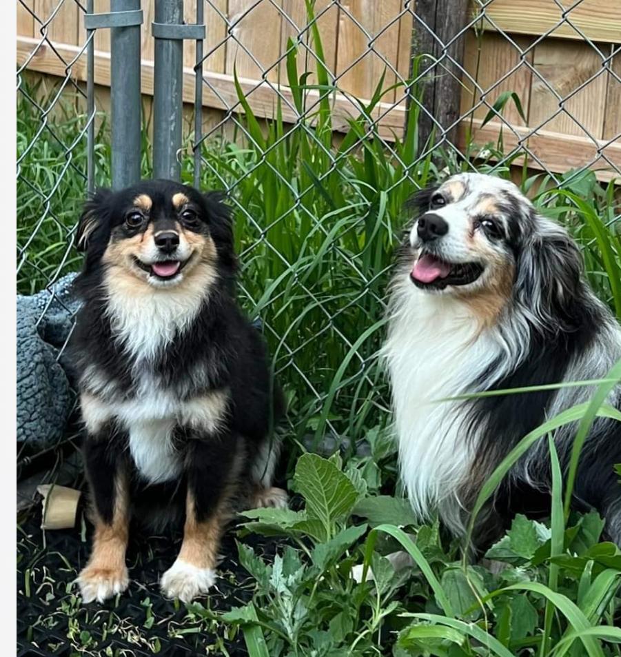 Graceful Acres in Iowa | Miniature Australian Shepherd, Aussiedoodle or Toy Australian Shepherd ...