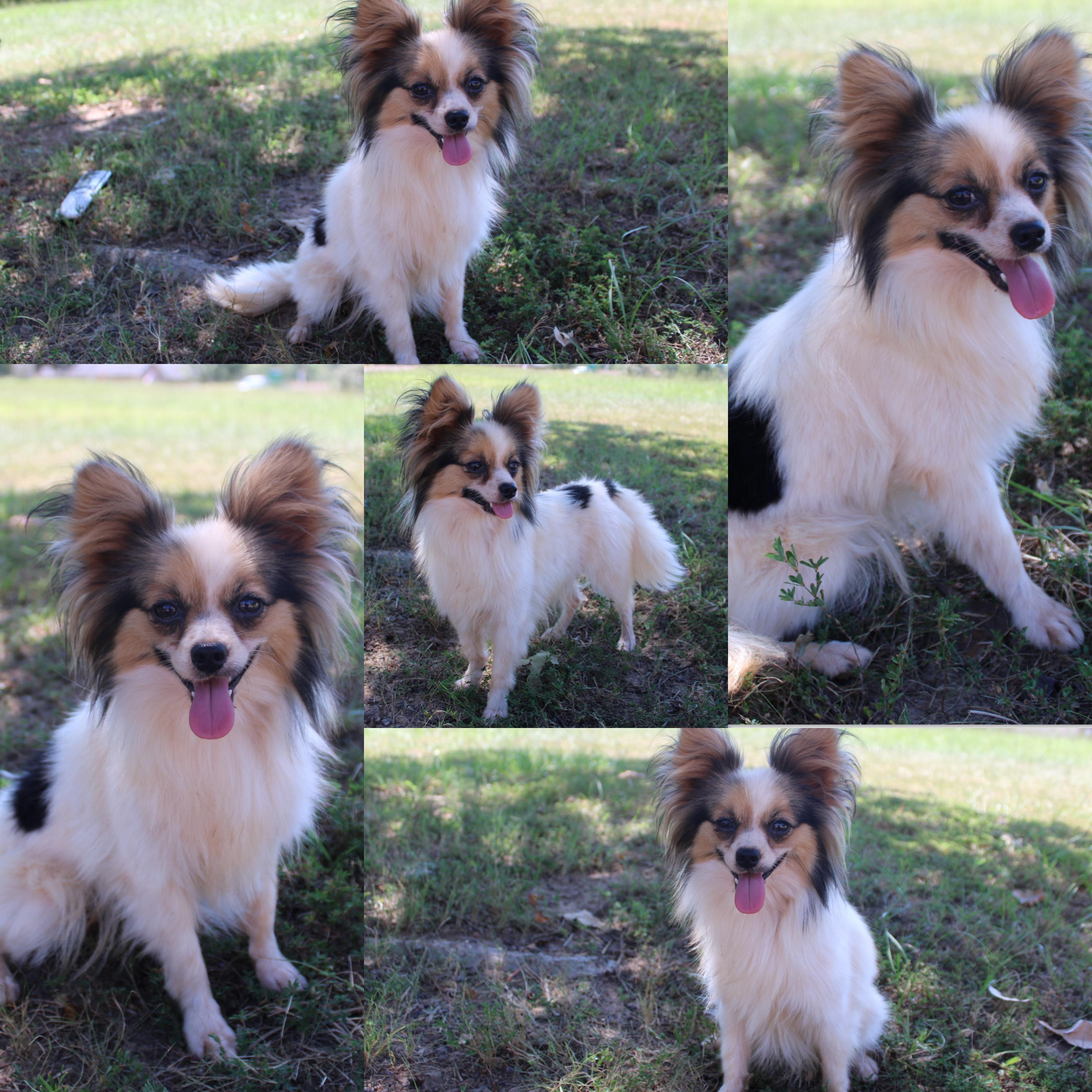 The Barking Cow Farms in Texas | Papillon puppies | Good Dog