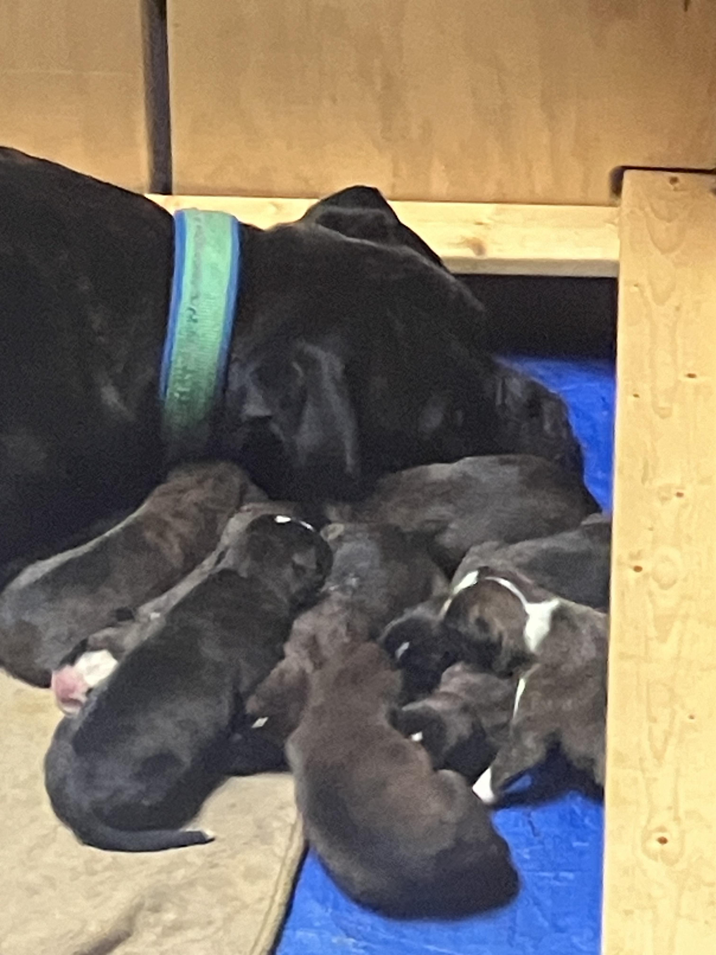 Tracy's Boxers in South Dakota | Boxer puppies | Good Dog