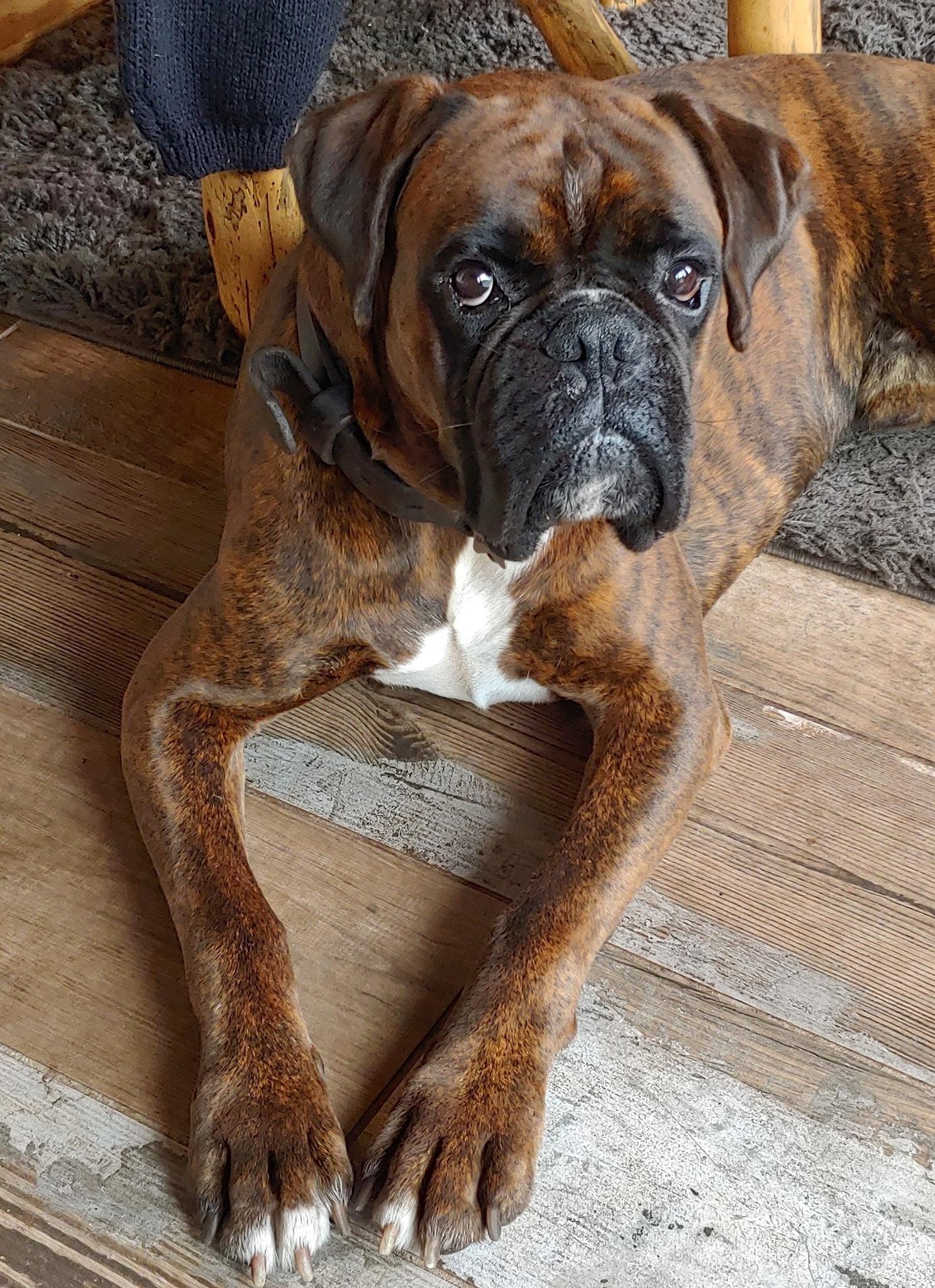 Wendy's Pups in Florida | Boxer puppies | Good Dog