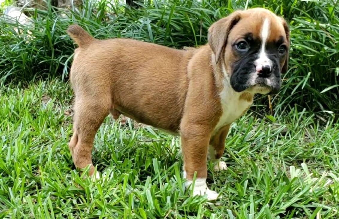 Georgia Boxer Puppies in Georgia | Boxer puppies | Good Dog