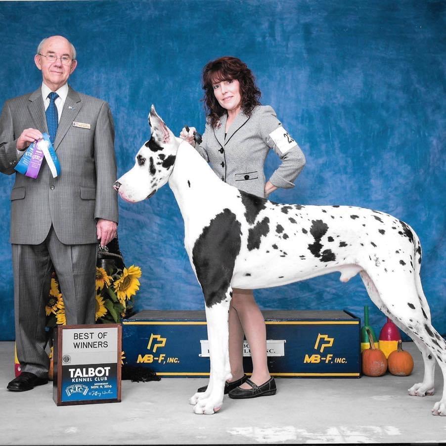 Lotsaspots Danes in West Virginia | Great Dane puppies | Good Dog