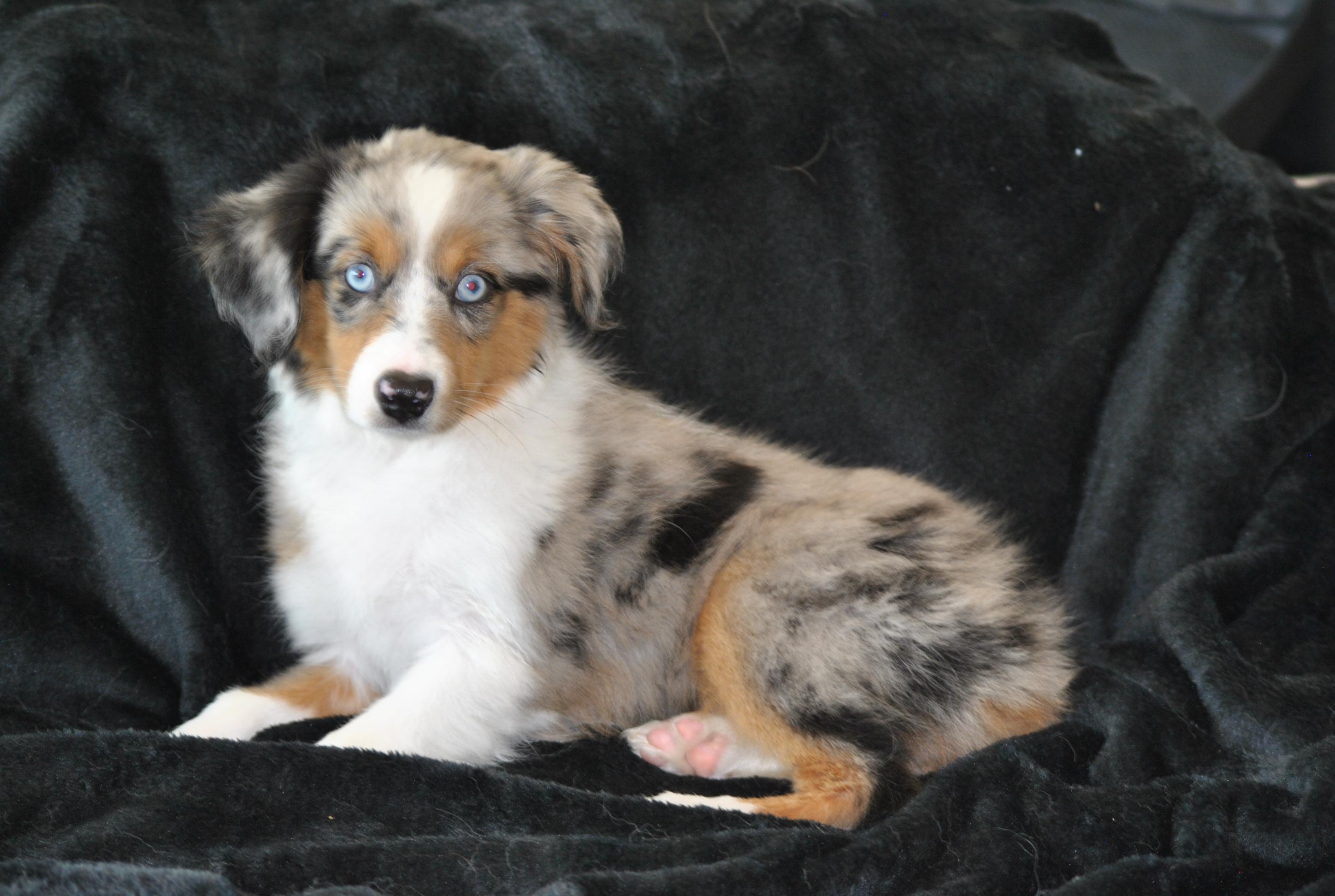 Roeboat Aussies in Oklahoma | Miniature American Shepherd, Miniature ...