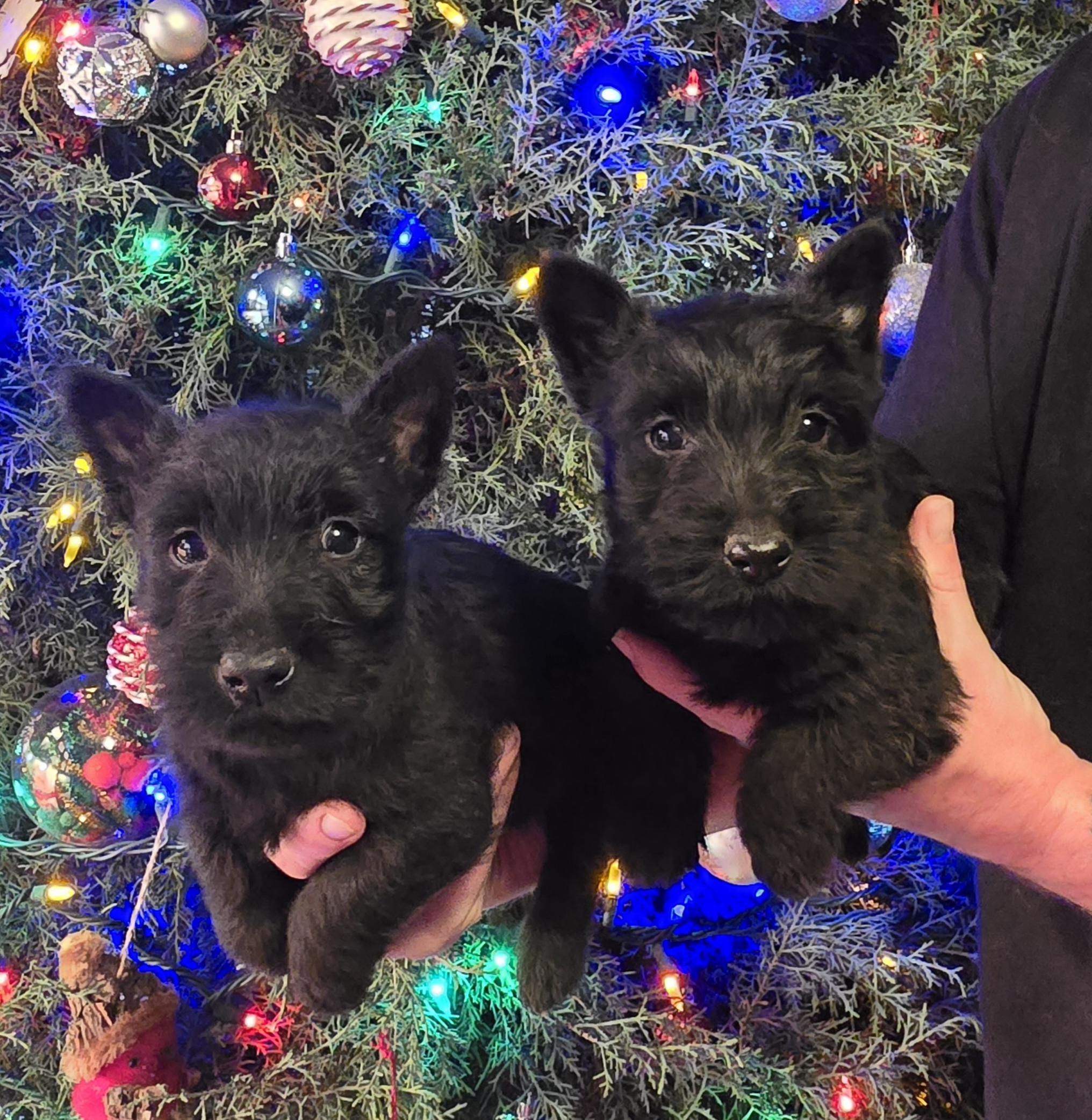Harbert Ranch Terriers in Alabama | Scottish Terrier puppies | Good Dog