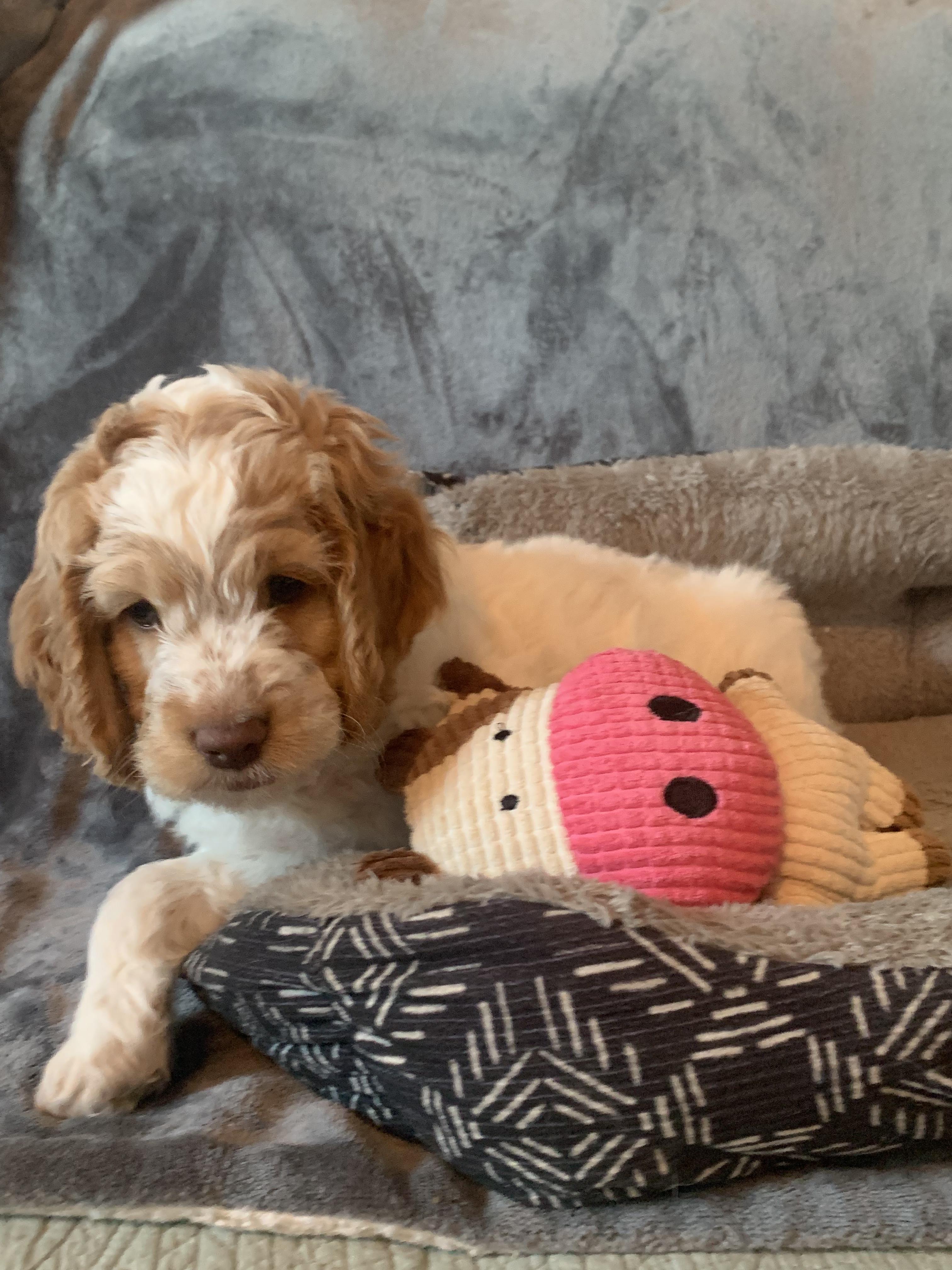 SMC Mastiffs / Muddy Boots Cocker Spaniels and Cockapoos in Ohio ...